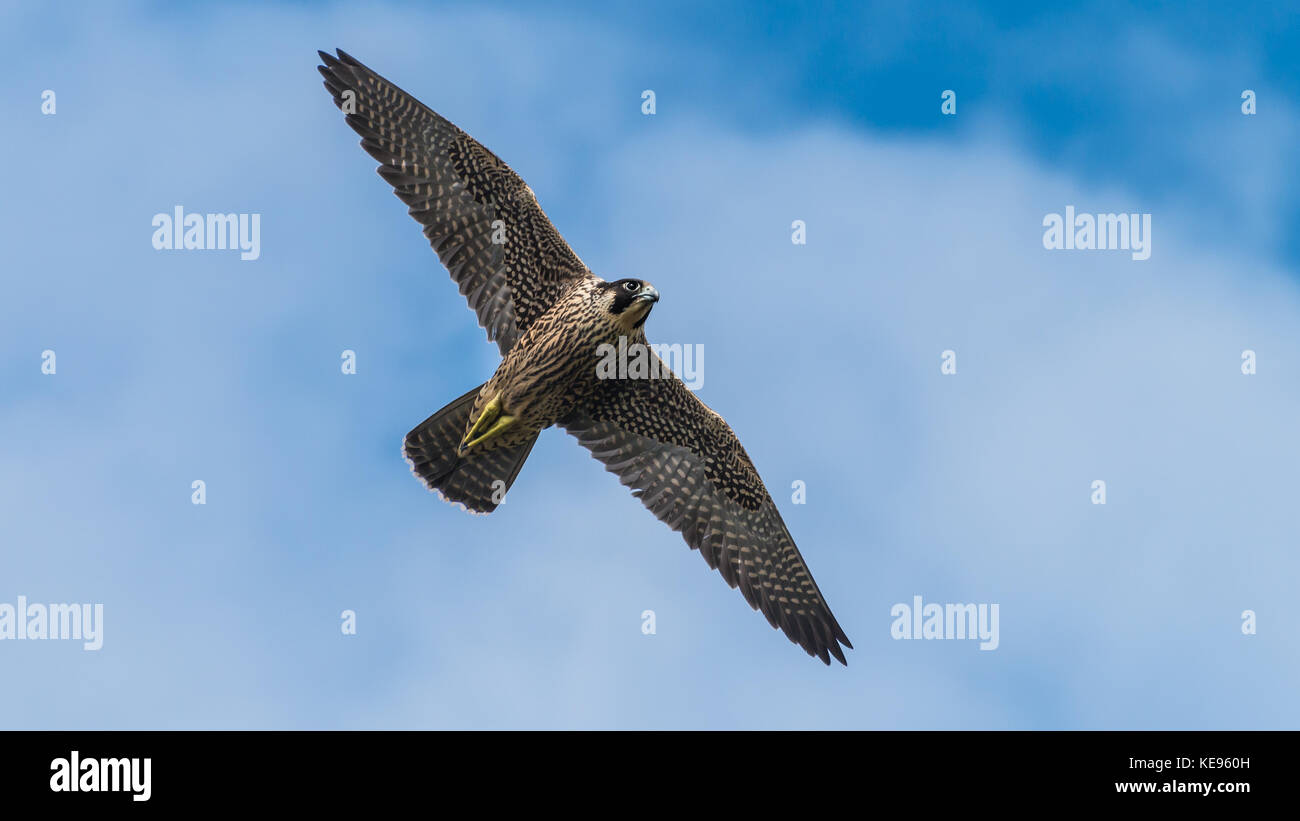 Falcon Flying In Sky