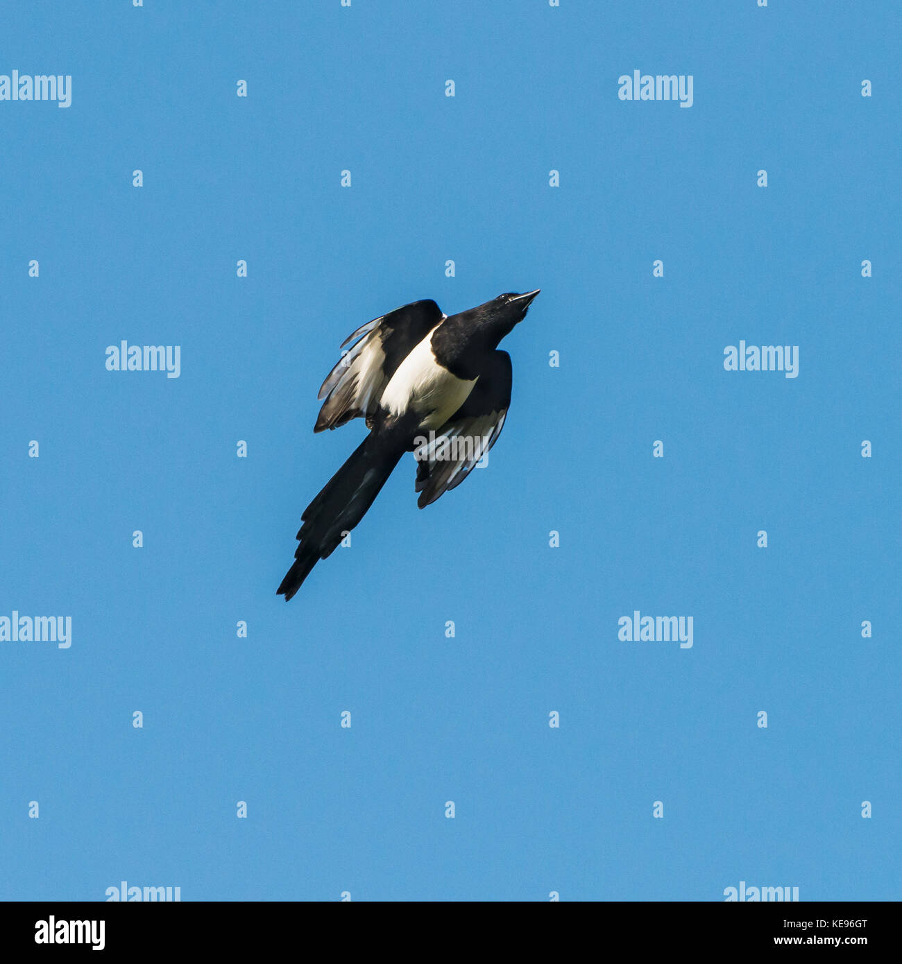 A magpie flies through a blue sky Stock Photo - Alamy