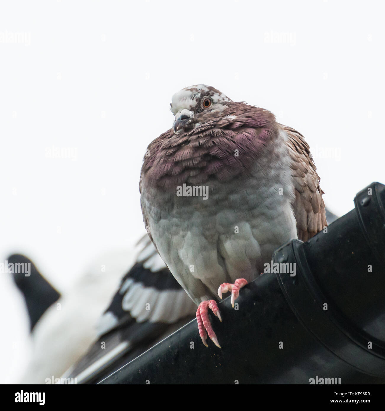 A shot of a young feral pigeon Stock Photo - Alamy