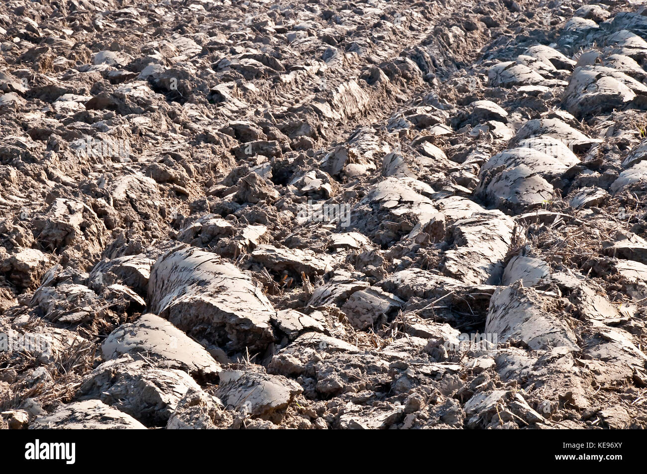 Deeply plowed tillage after harvest. Background. Texture Stock Photo ...