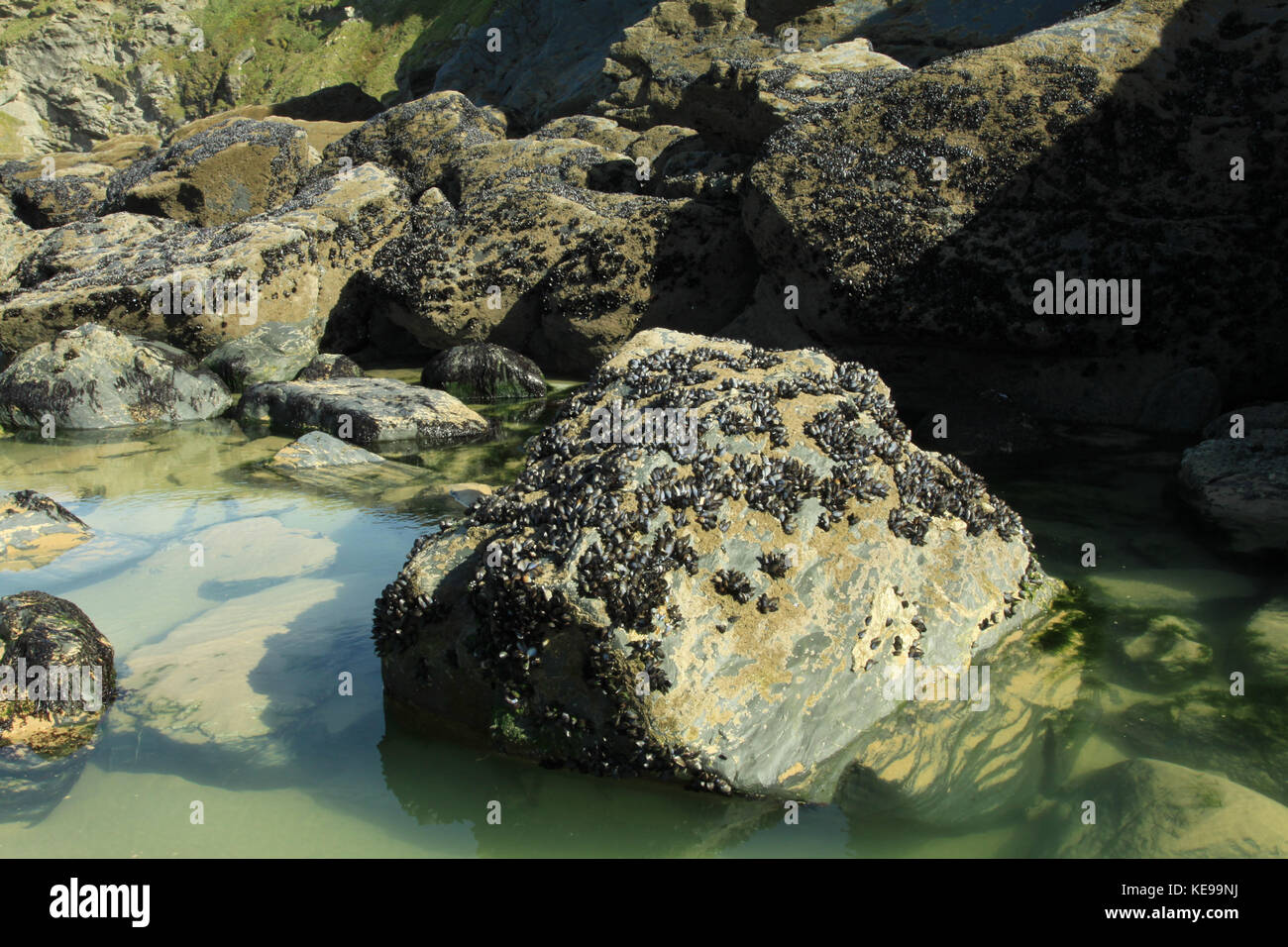 Mussels rock pool hi-res stock photography and images - Alamy