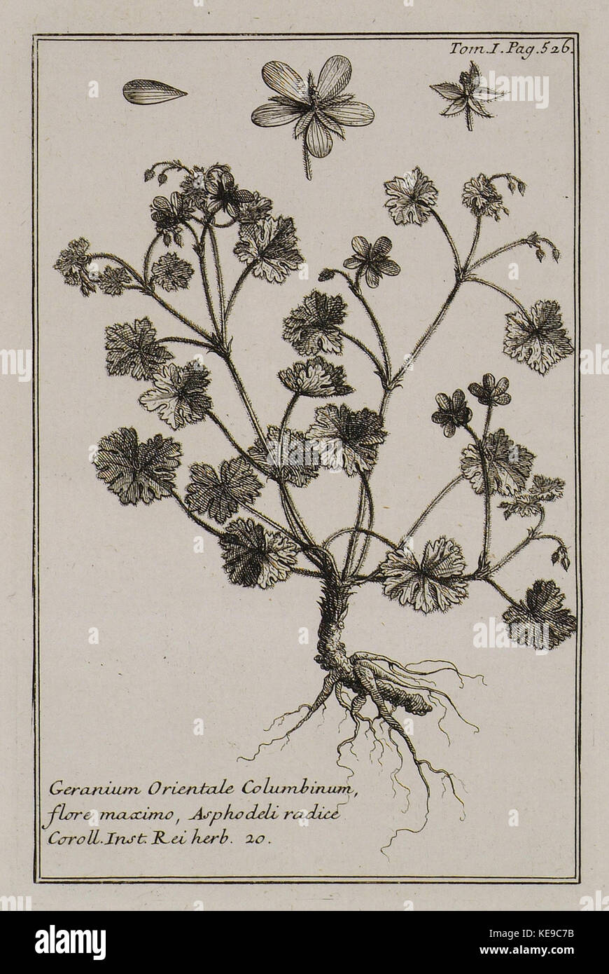 Columbinum hi-res stock photography and images - Alamy