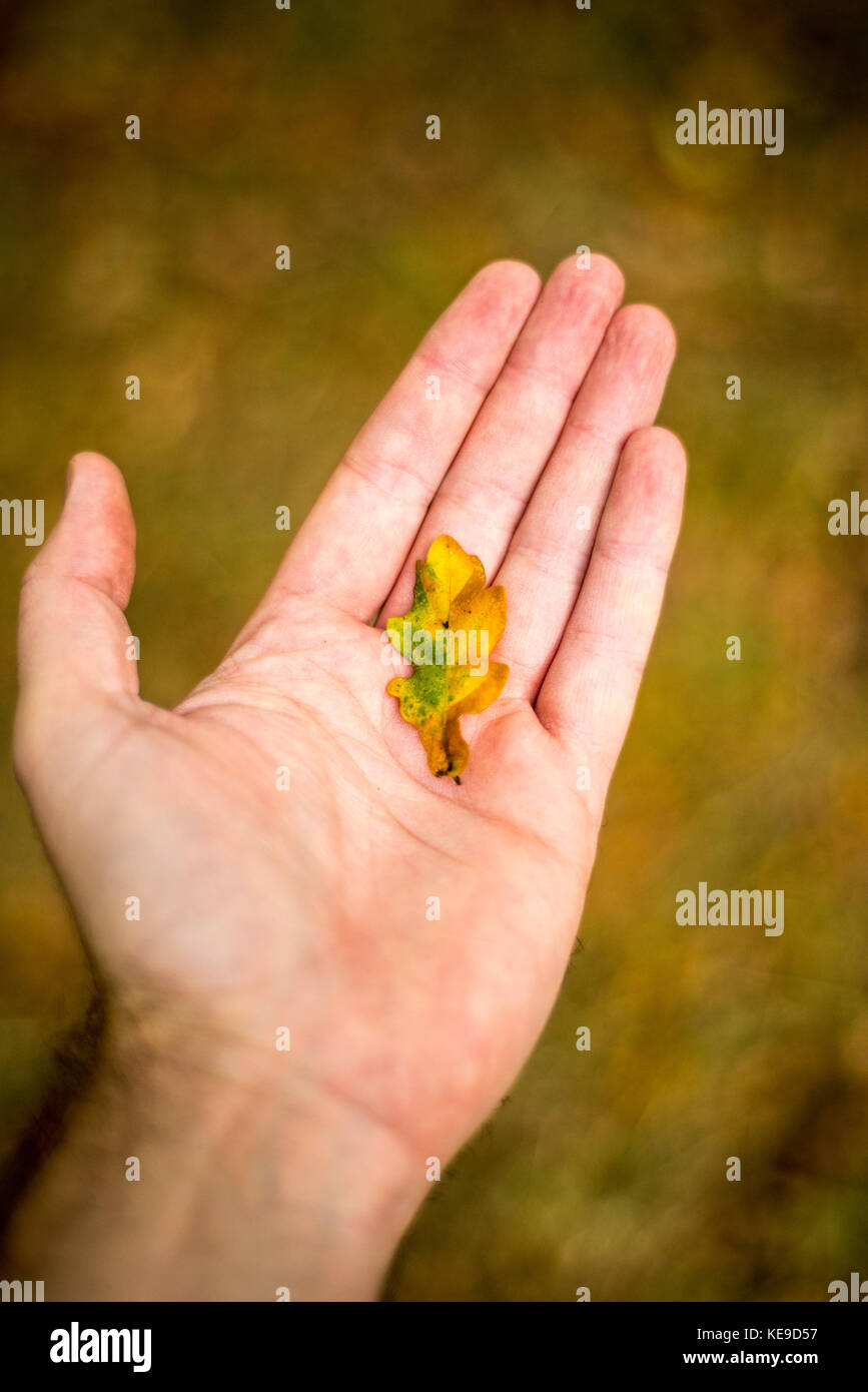 A hand holding an Autumnal oak tree leaf, Woodland landscape, Oxford ...