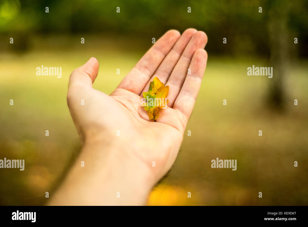 A hand holding an Autumnal oak tree leaf, Woodland landscape, Oxford ...
