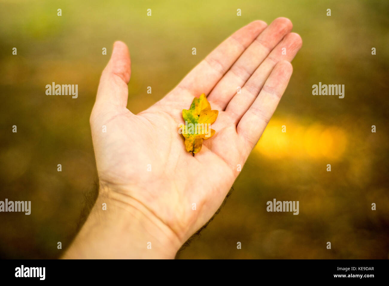 A hand holding an Autumnal oak tree leaf, Woodland landscape, Oxford ...