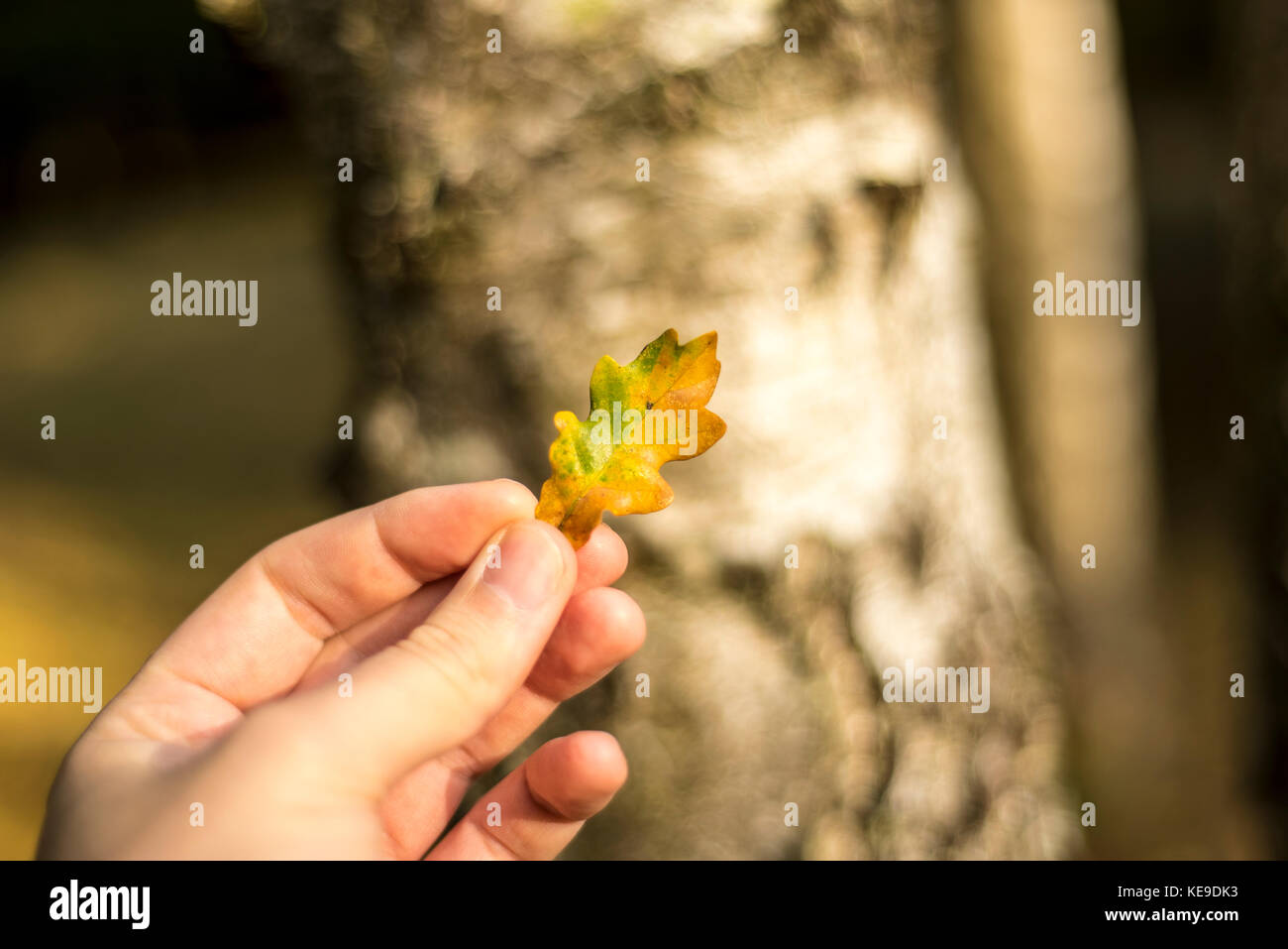 A hand holding an Autumnal oak tree leaf, Woodland landscape, Oxford ...
