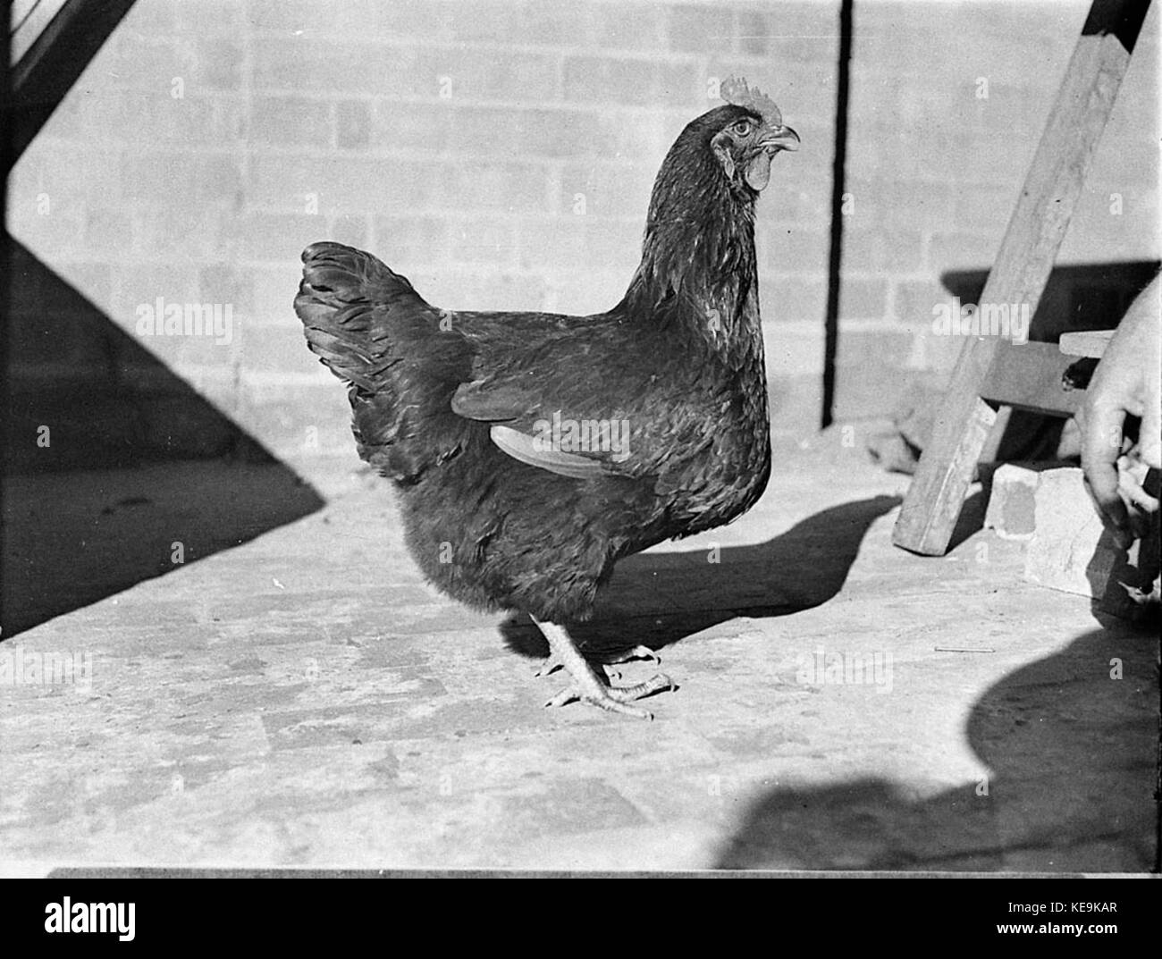 Chook Black and White Stock Photos & Images - Alamy