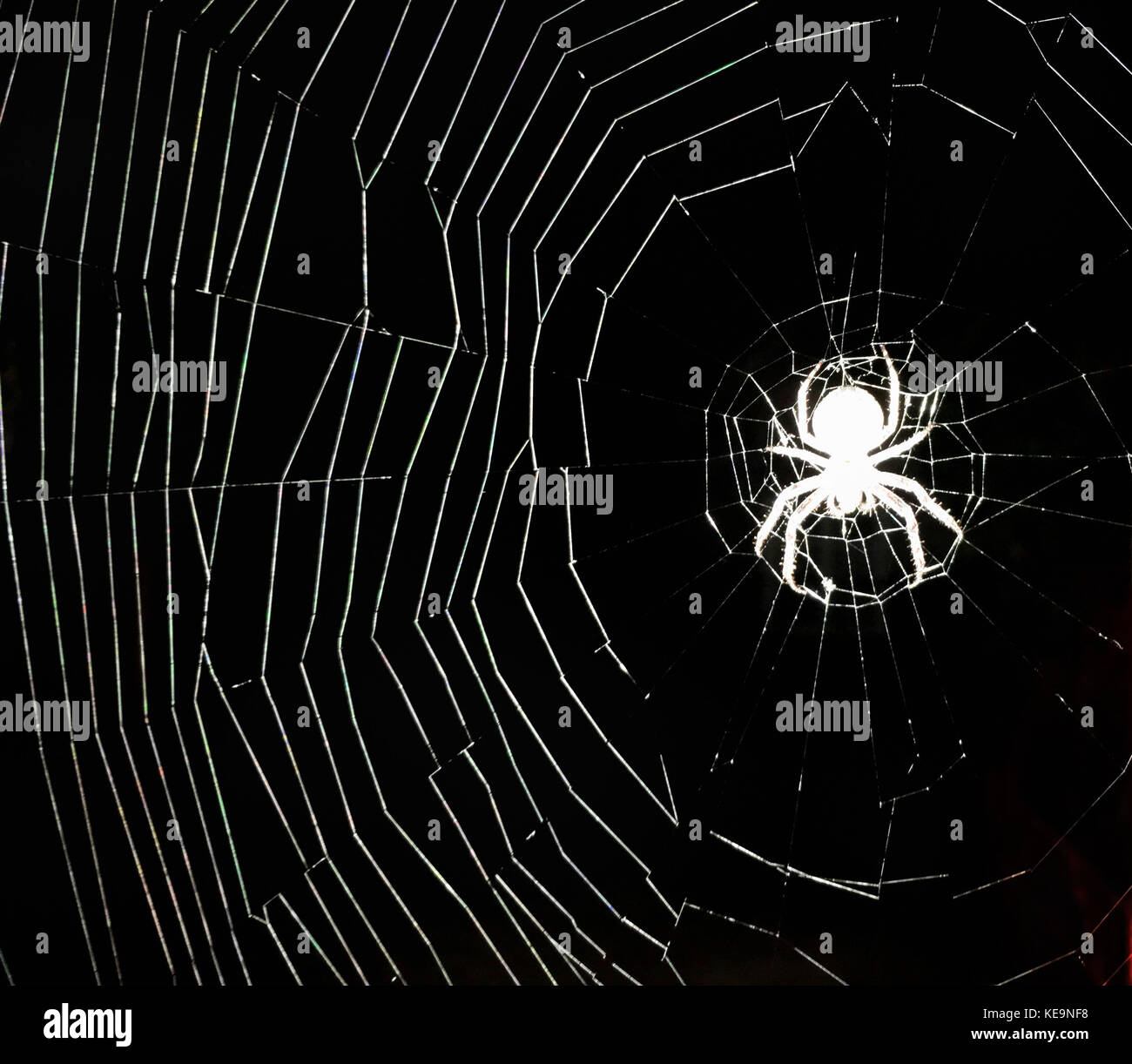 White spider's net at night Stock Photo - Alamy