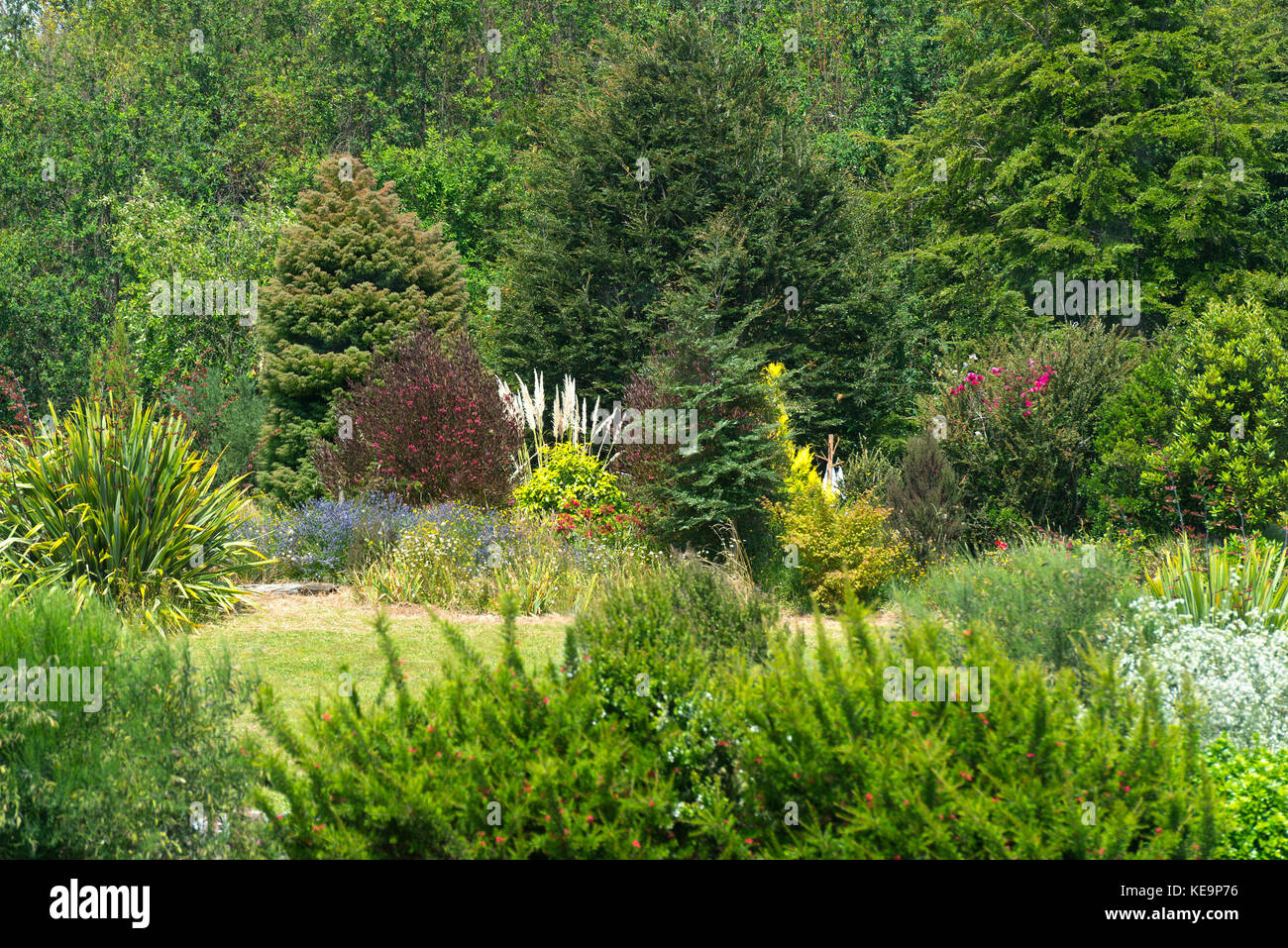 Vegetation of southern Chile Stock Photo - Alamy