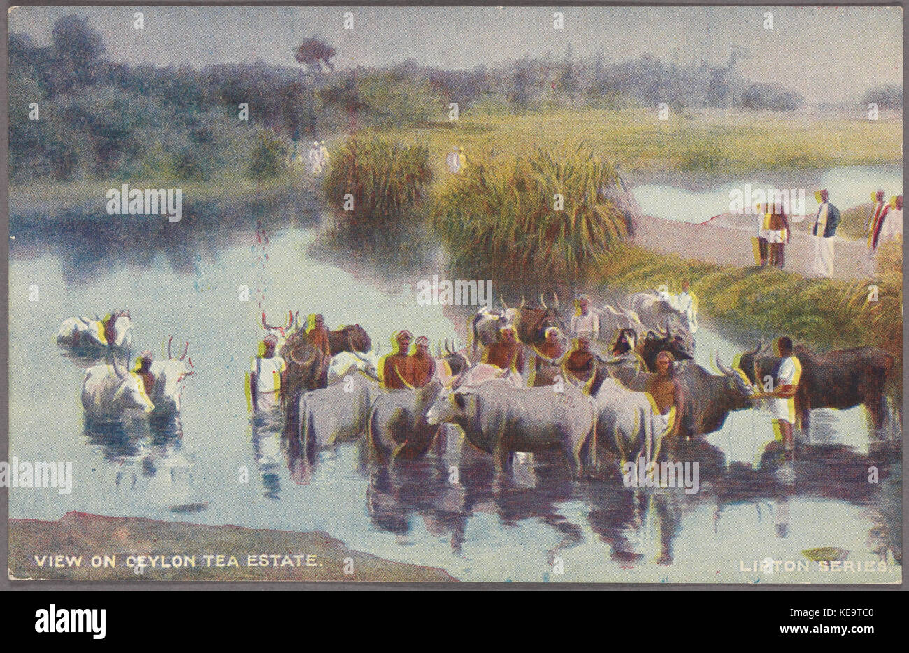 A historical photograph of a Ceylon tea estate, showcasing the lush ...