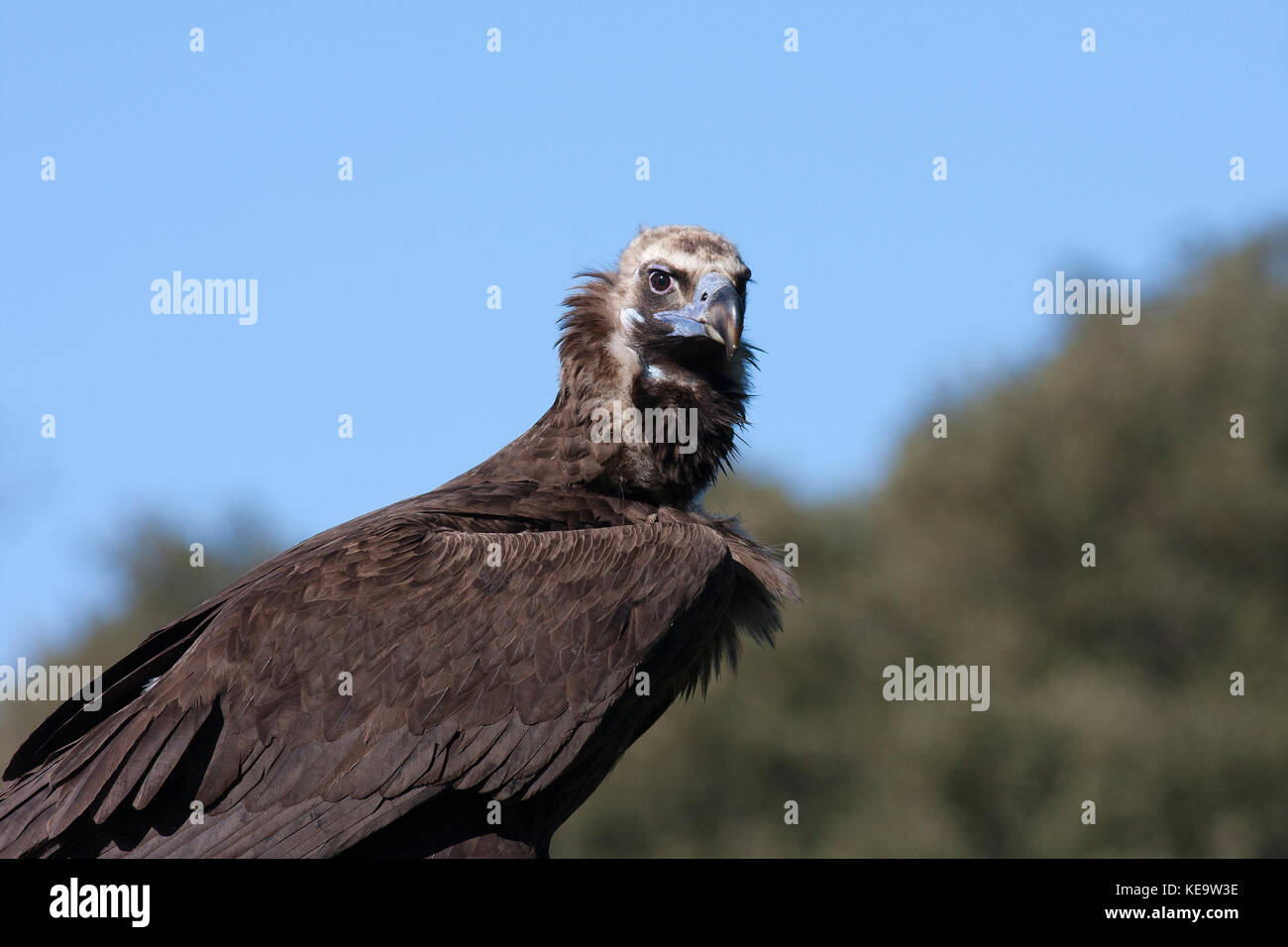 Black Vulture Beak High Resolution Stock Photography and Images - Alamy