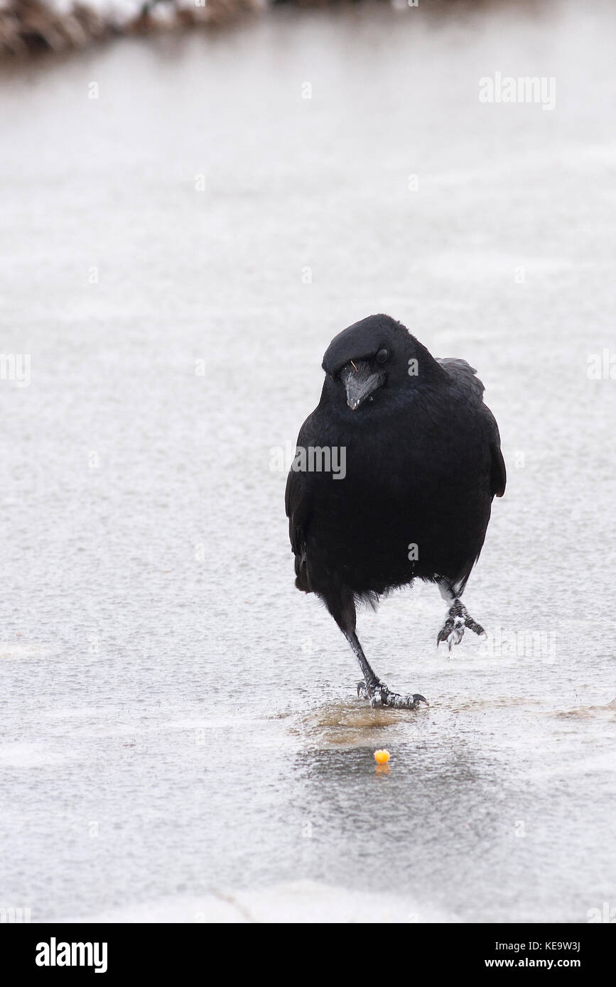 Scavenger crow hi-res stock photography and images - Alamy