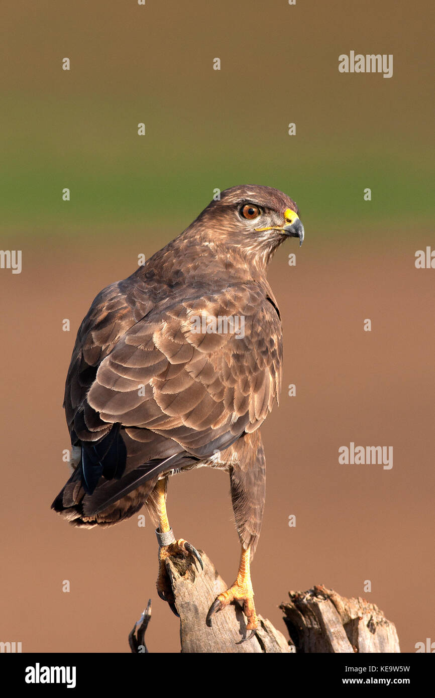 Buzzard beak hi-res stock photography and images - Alamy