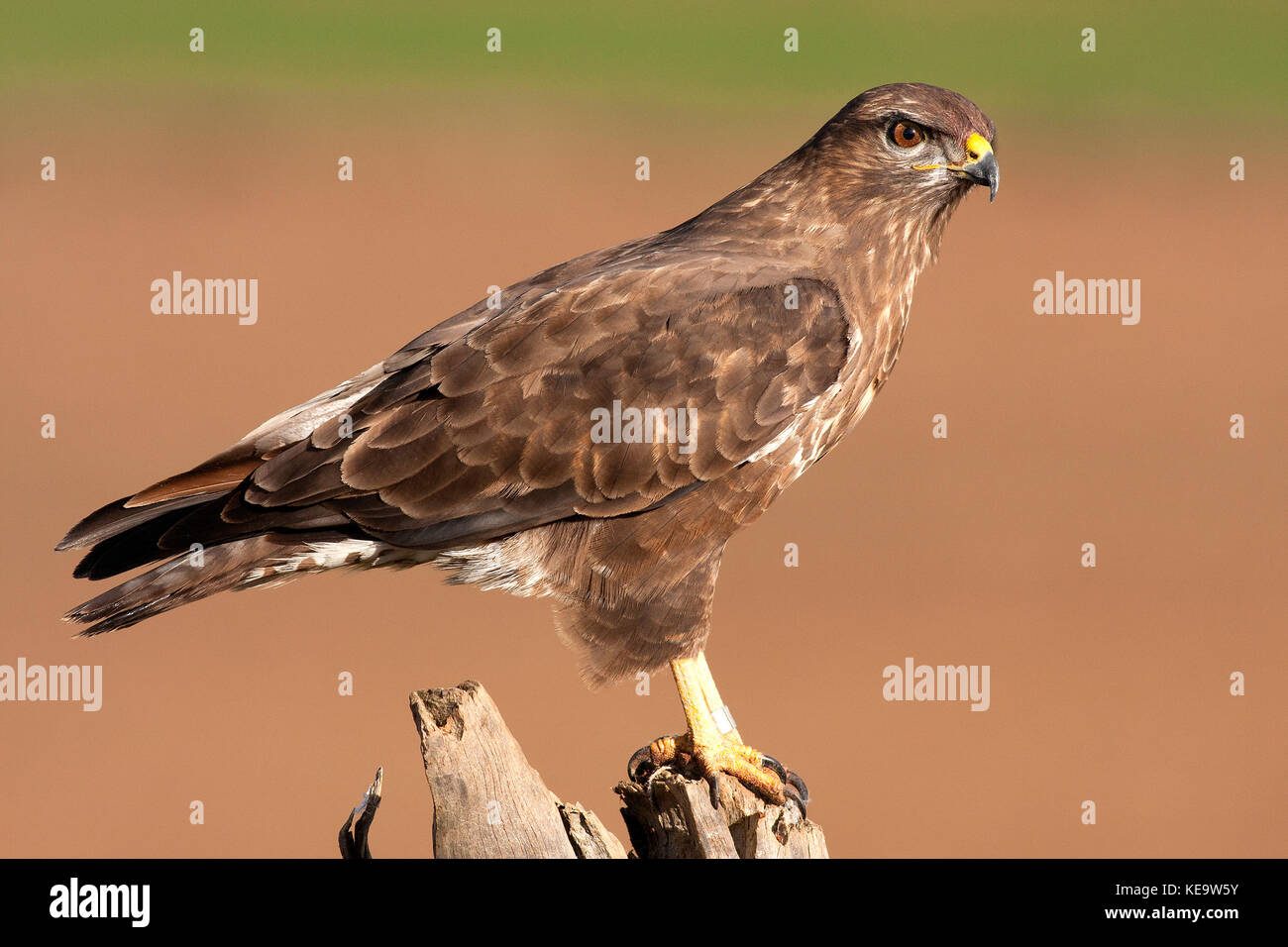Buzzard eye hi-res stock photography and images - Alamy