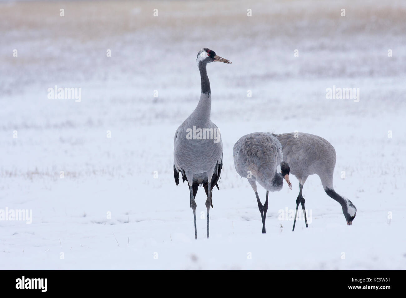 Dancing common crane hi-res stock photography and images - Alamy