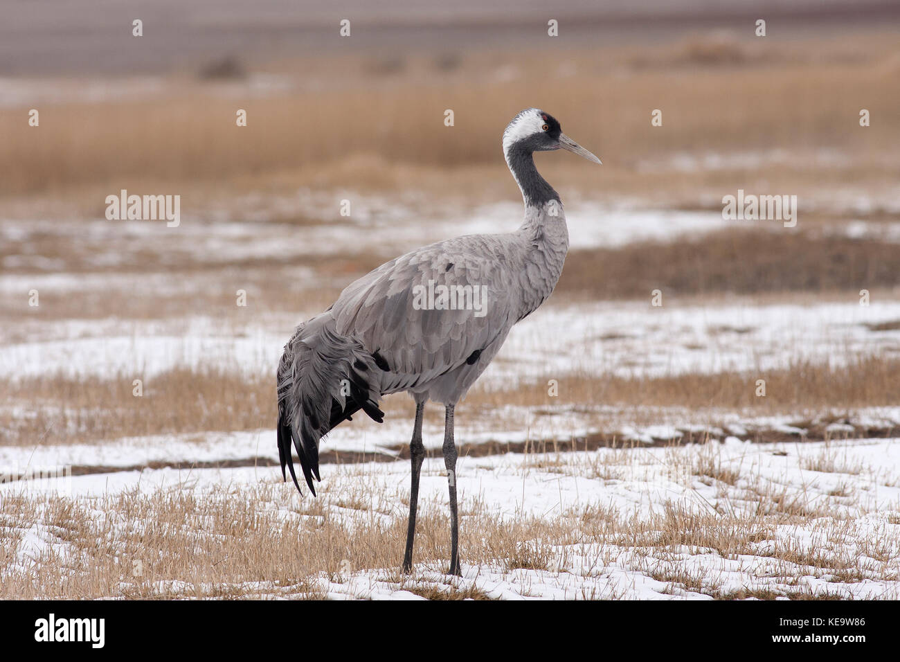Angry crane hi-res stock photography and images - Alamy