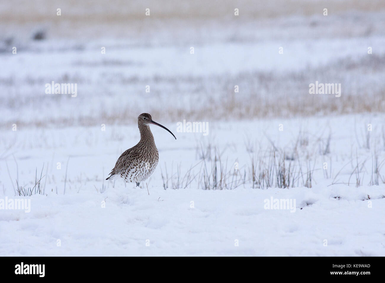 Curlew hunt hi-res stock photography and images - Alamy