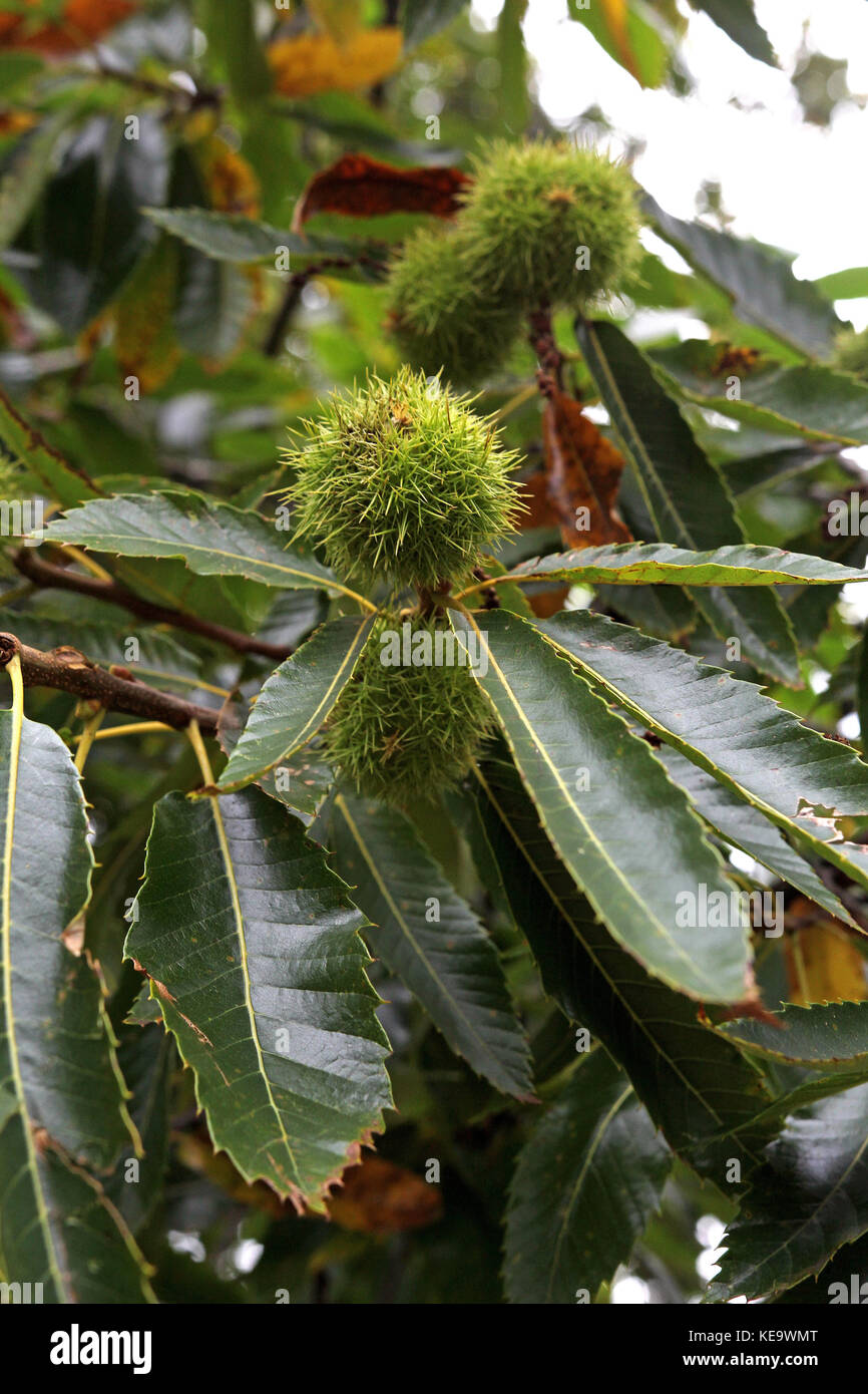 Image shows sweet chestnut fruiting bodies on a chestnut tree Stock ...