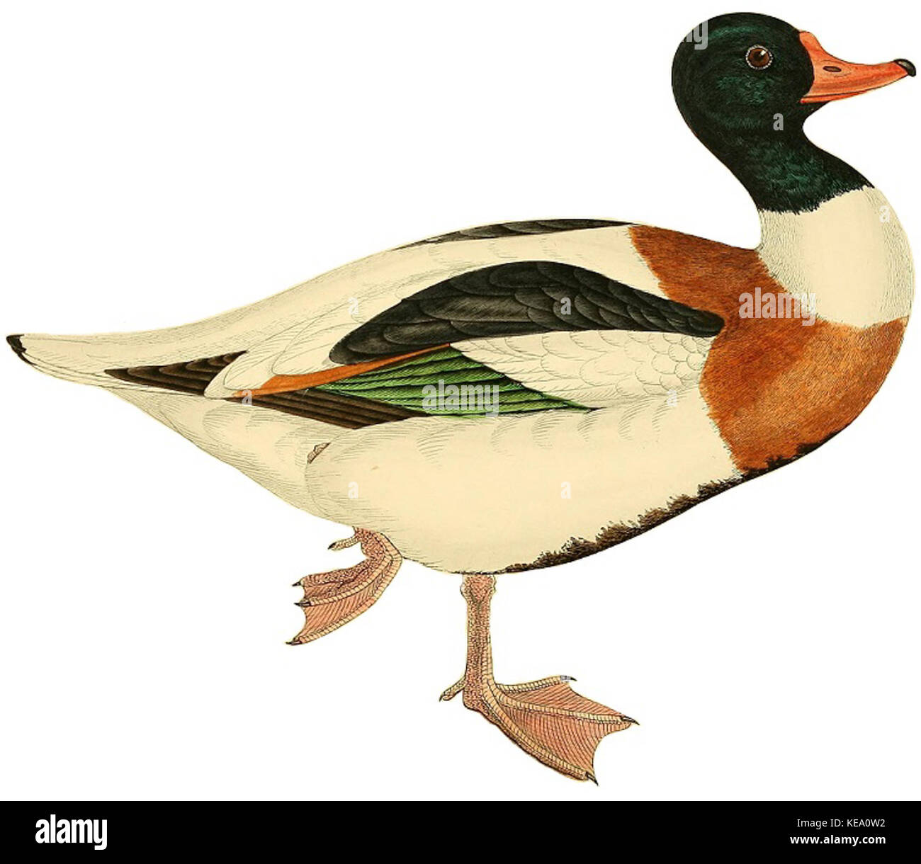 Cover for game birds Cut Out Stock Images & Pictures - Alamy