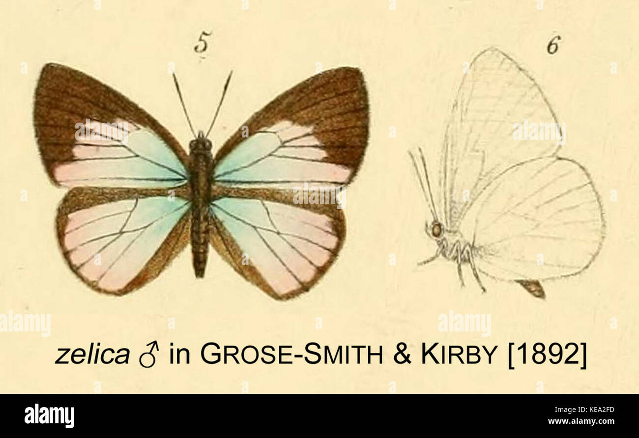 Zelica hi-res stock photography and images - Alamy