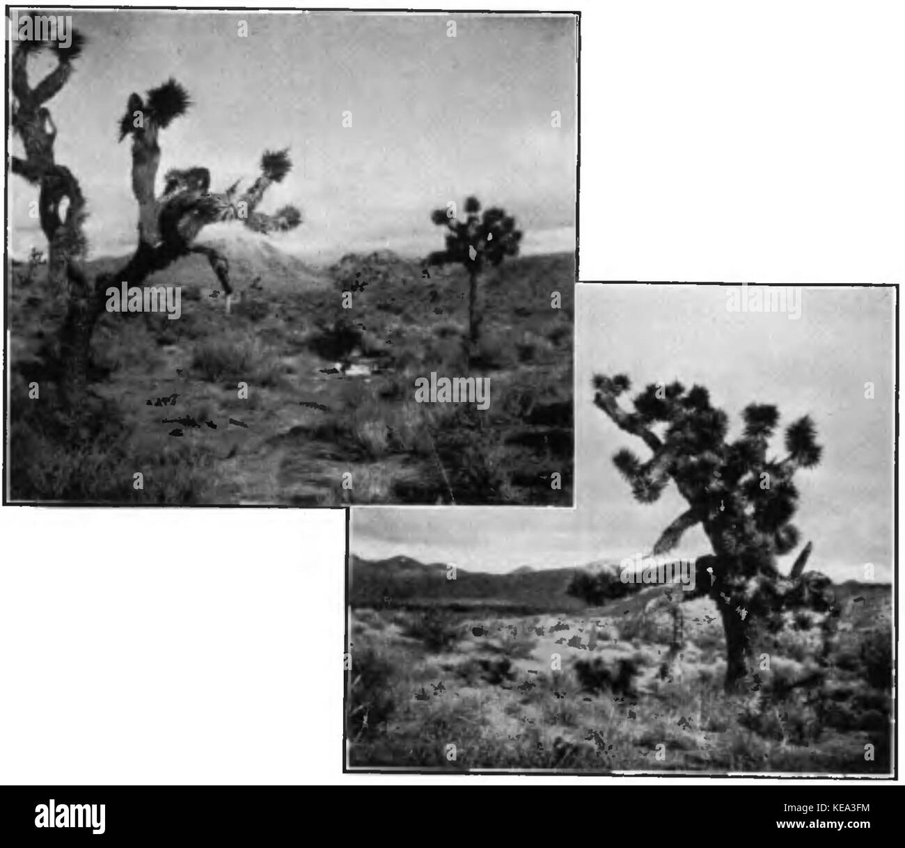 Trees flowering characteristics Black and White Stock Photos & Images ...