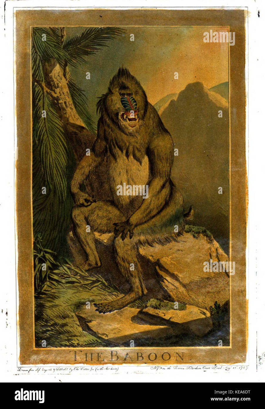 Charles Catton, Animals (1788) Page42 Image1 Stock Photo - Alamy