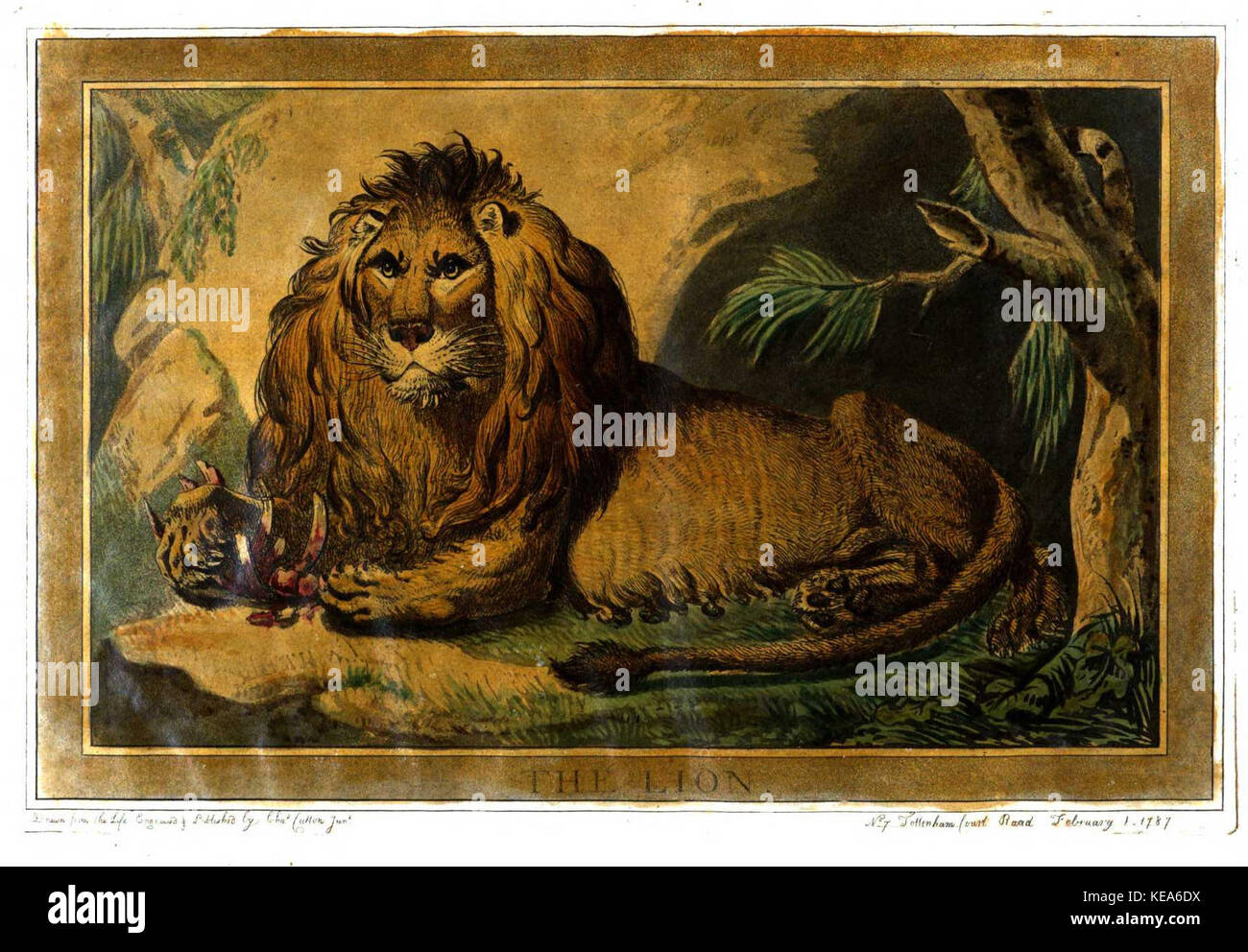 Animals artists Cut Out Stock Images & Pictures - Alamy