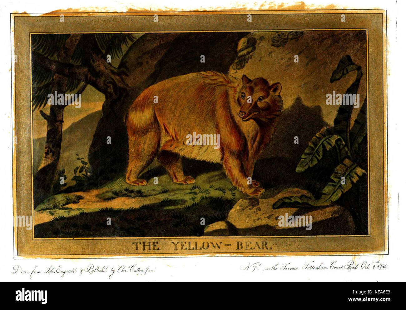 Charles Catton, Animals (1788) Page20 Image1 Stock Photo - Alamy