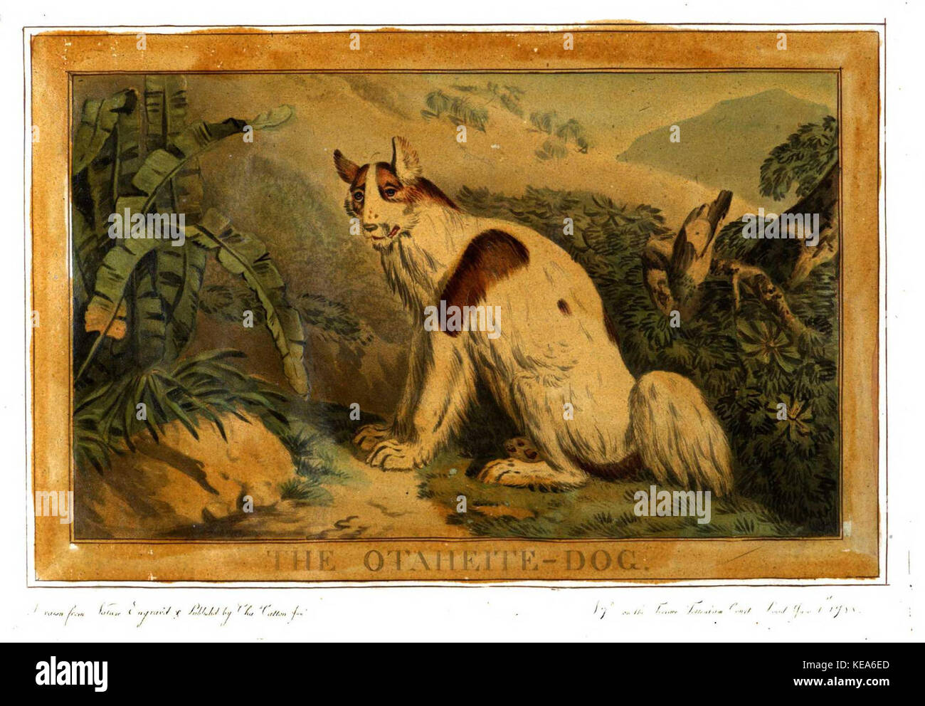 Charles Catton, Animals (1788) Page40 Image1 Stock Photo - Alamy