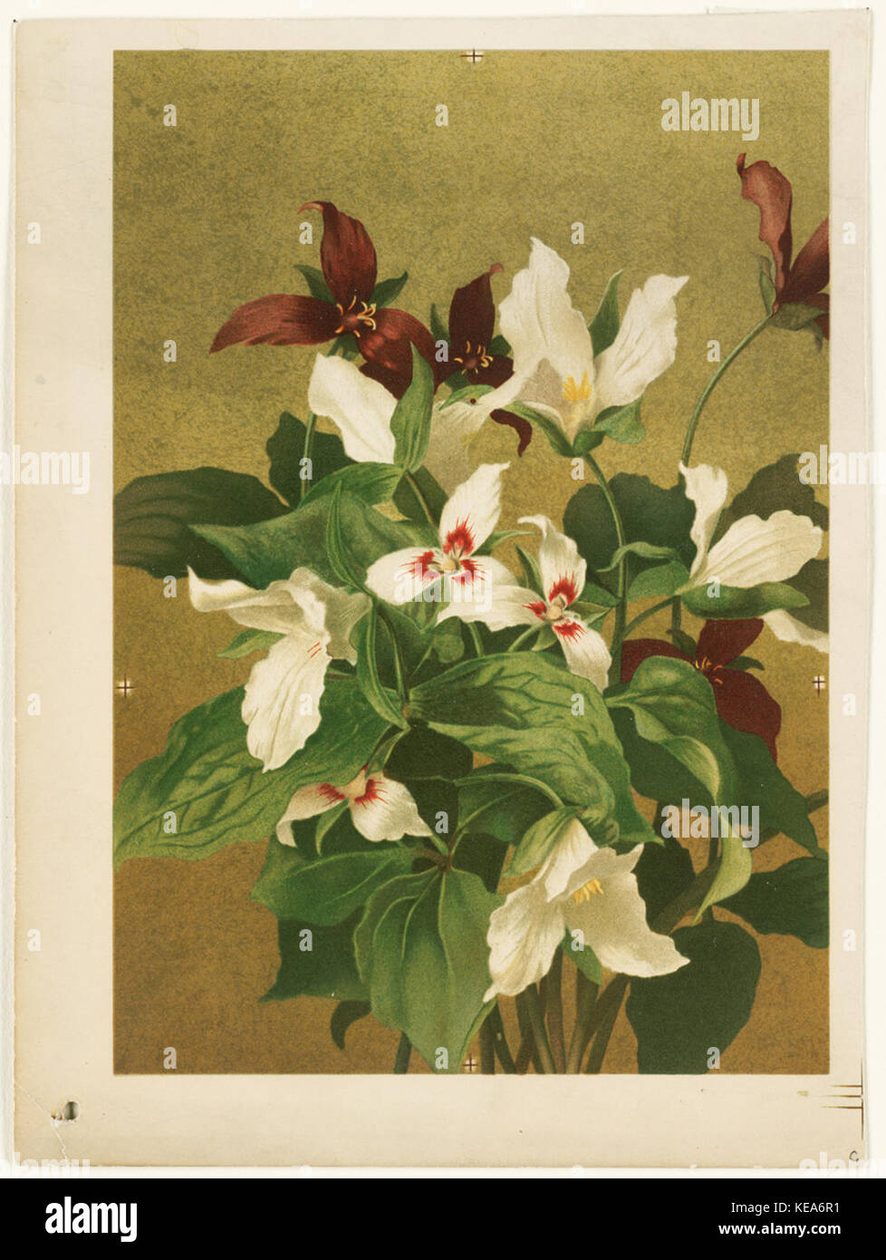 Trillium (Boston Public Library Stock Photo - Alamy