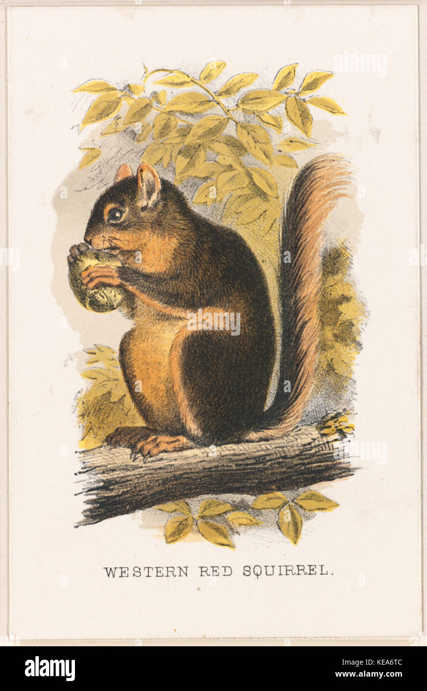 Western Red Squirrel (Boston Public Library Stock Photo - Alamy
