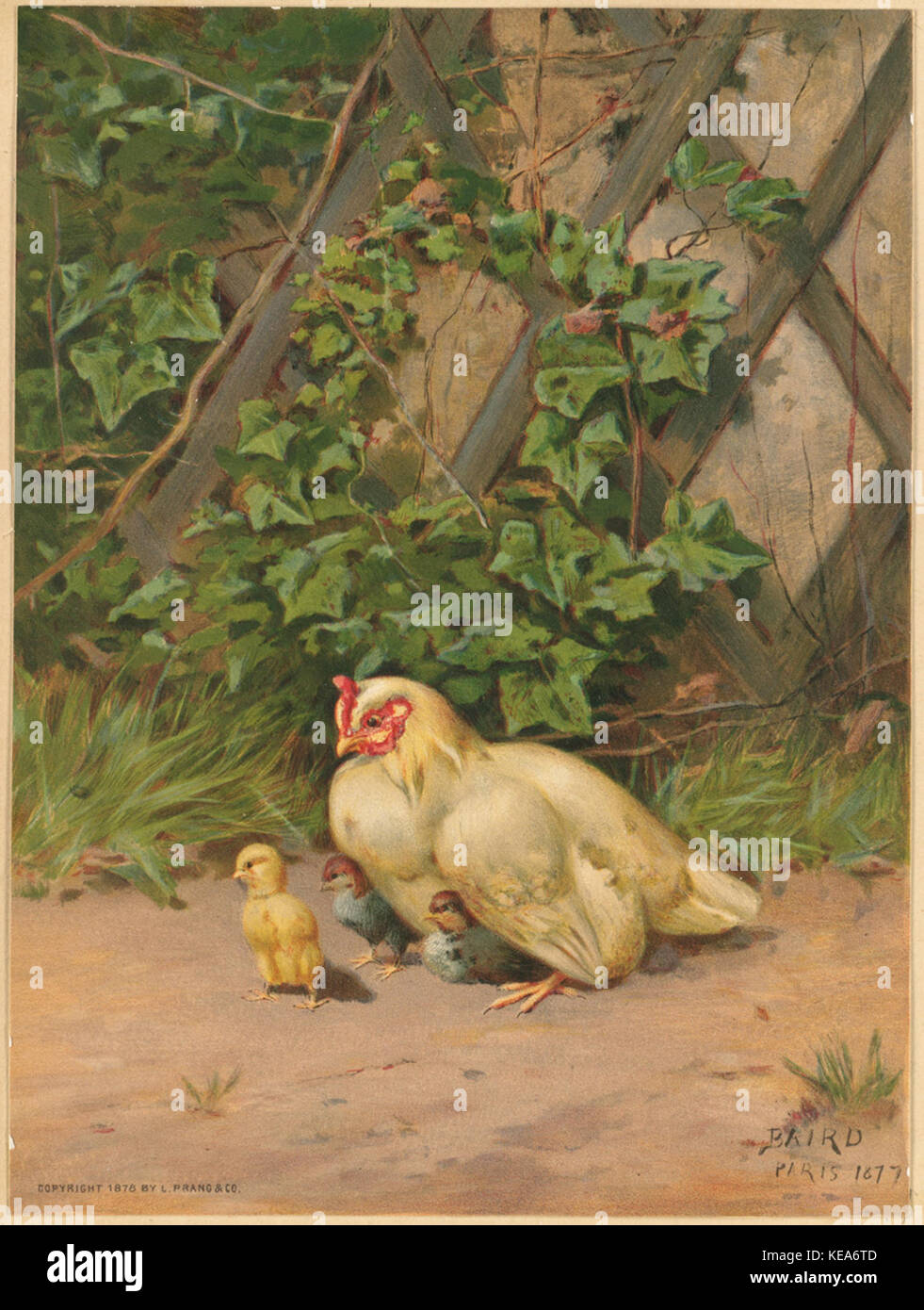 White Hen with Three Chickens (Boston Public Library Stock Photo - Alamy
