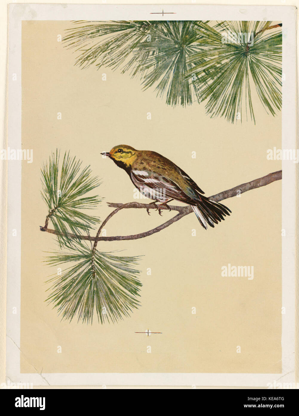 Yellow Bird on Evergreen Branch (Boston Public Library Stock Photo - Alamy