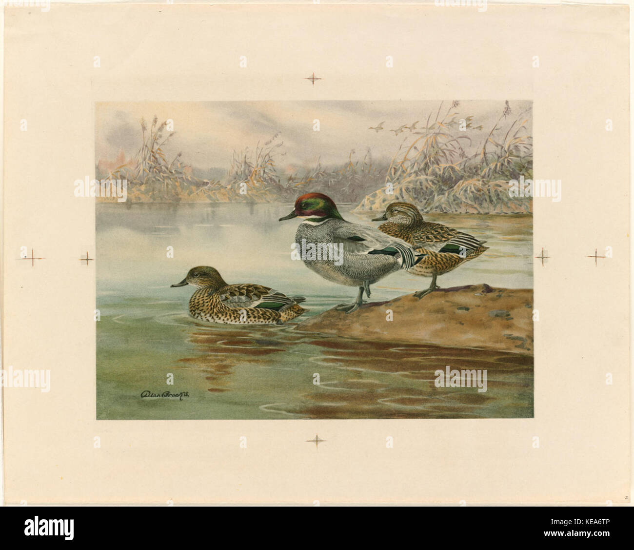 Three Ducks (Boston Public Library Stock Photo - Alamy