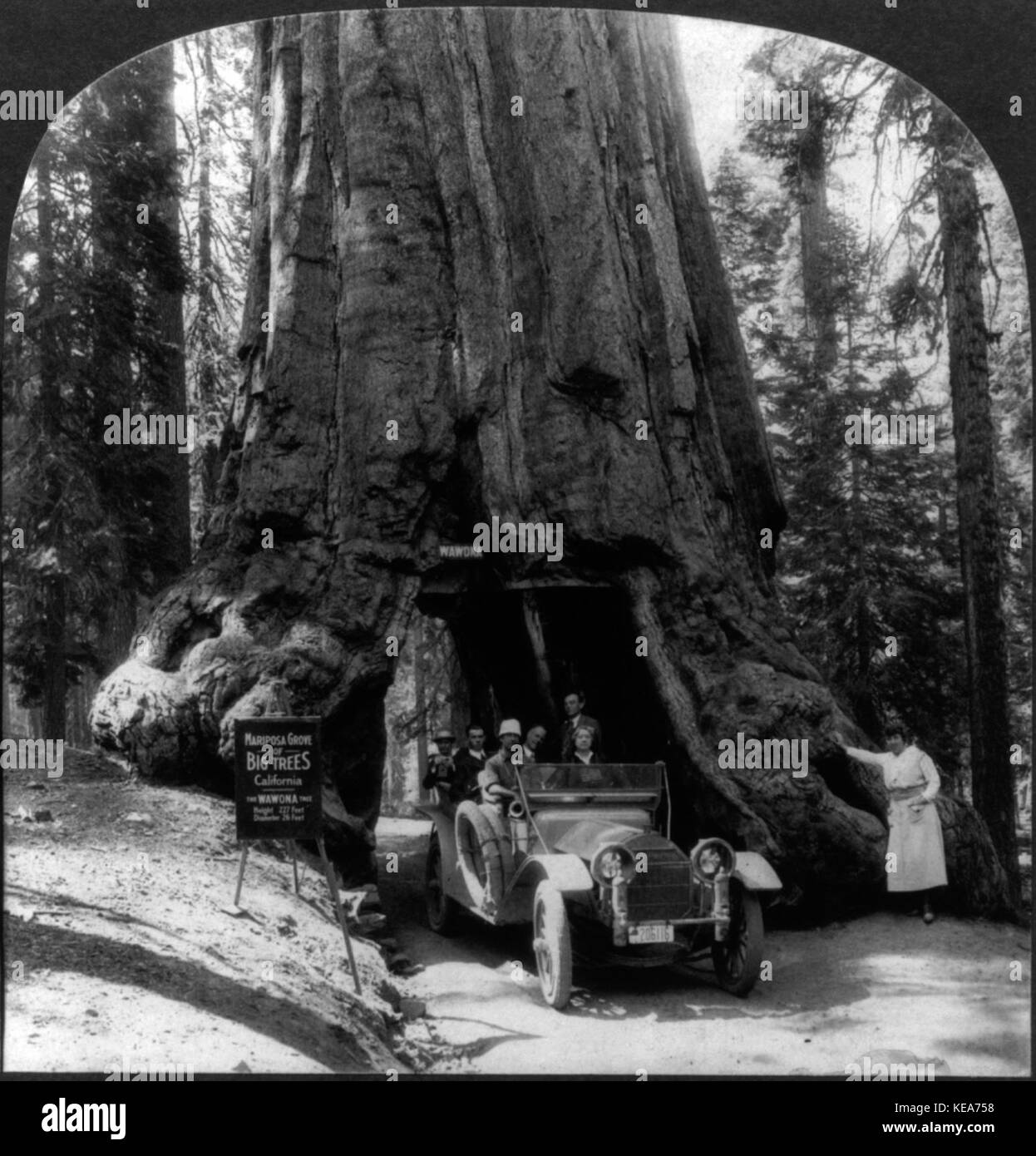The Wawona tree, a giant sequoia, is captured in this image, showcasing ...