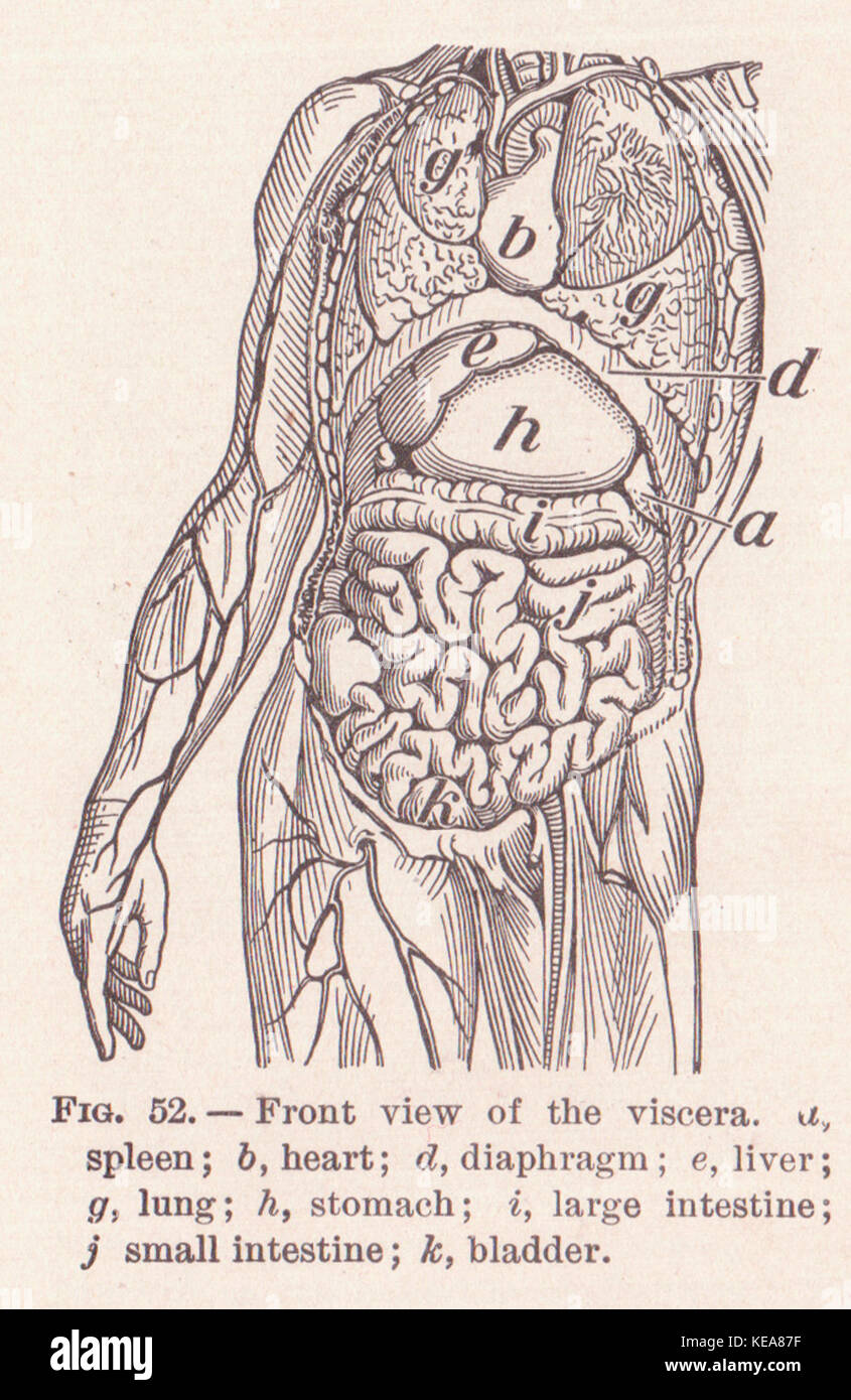 Human viscera hi-res stock photography and images - Alamy
