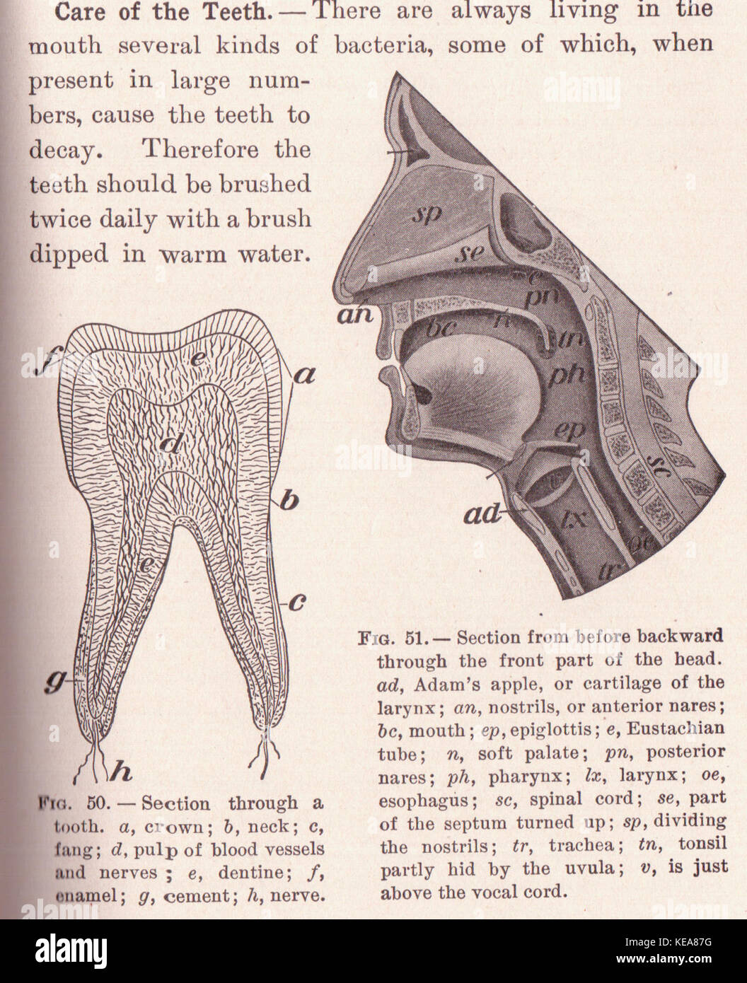 Tooth and Face Section Page 81 Stock Photo - Alamy