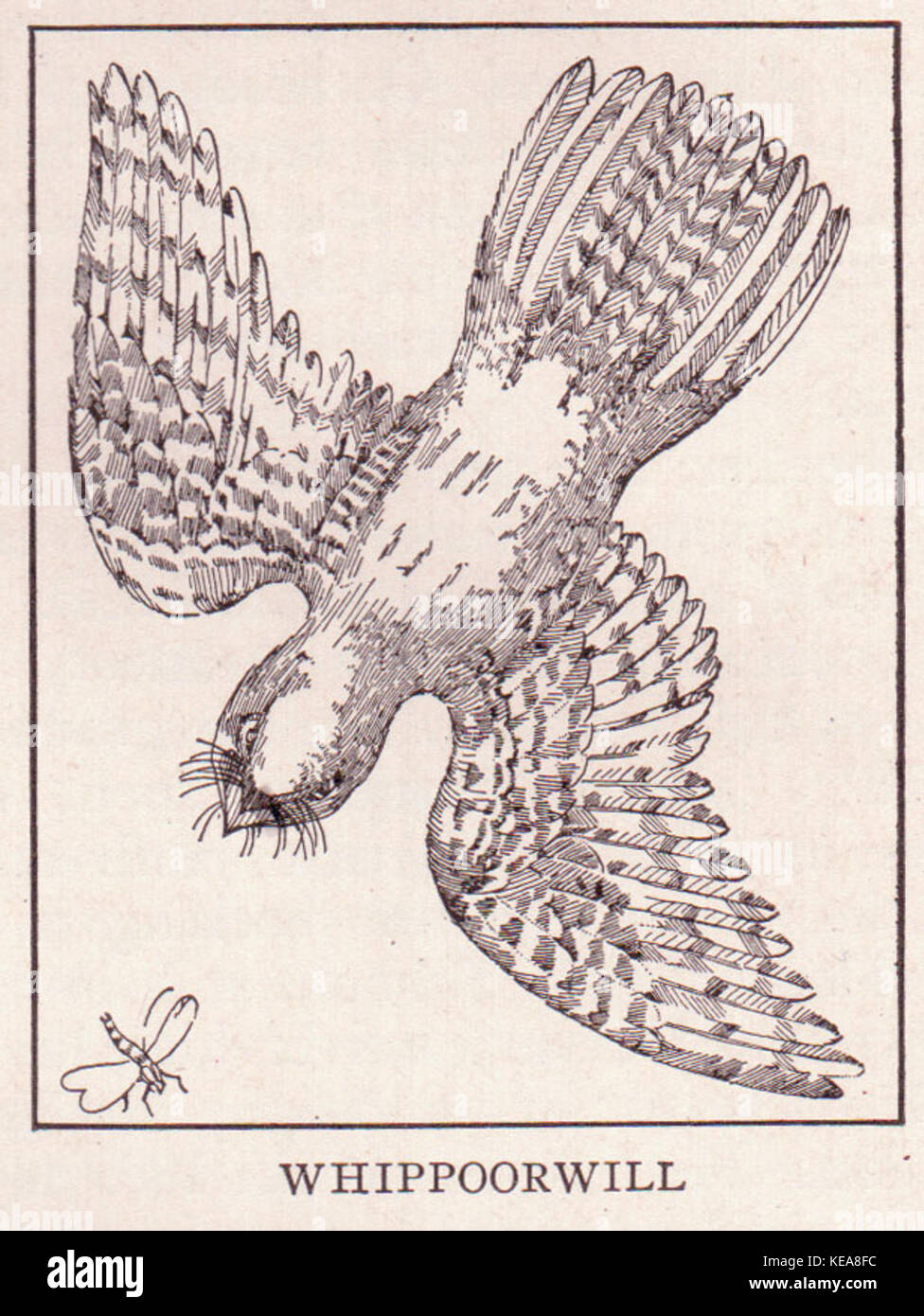 Whippoorwill hi-res stock photography and images - Alamy