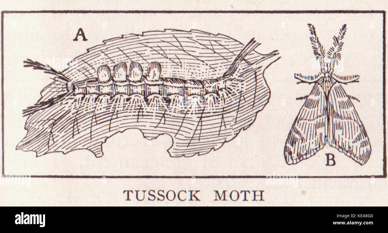 Tussock Moth Page 2947 Stock Photo - Alamy