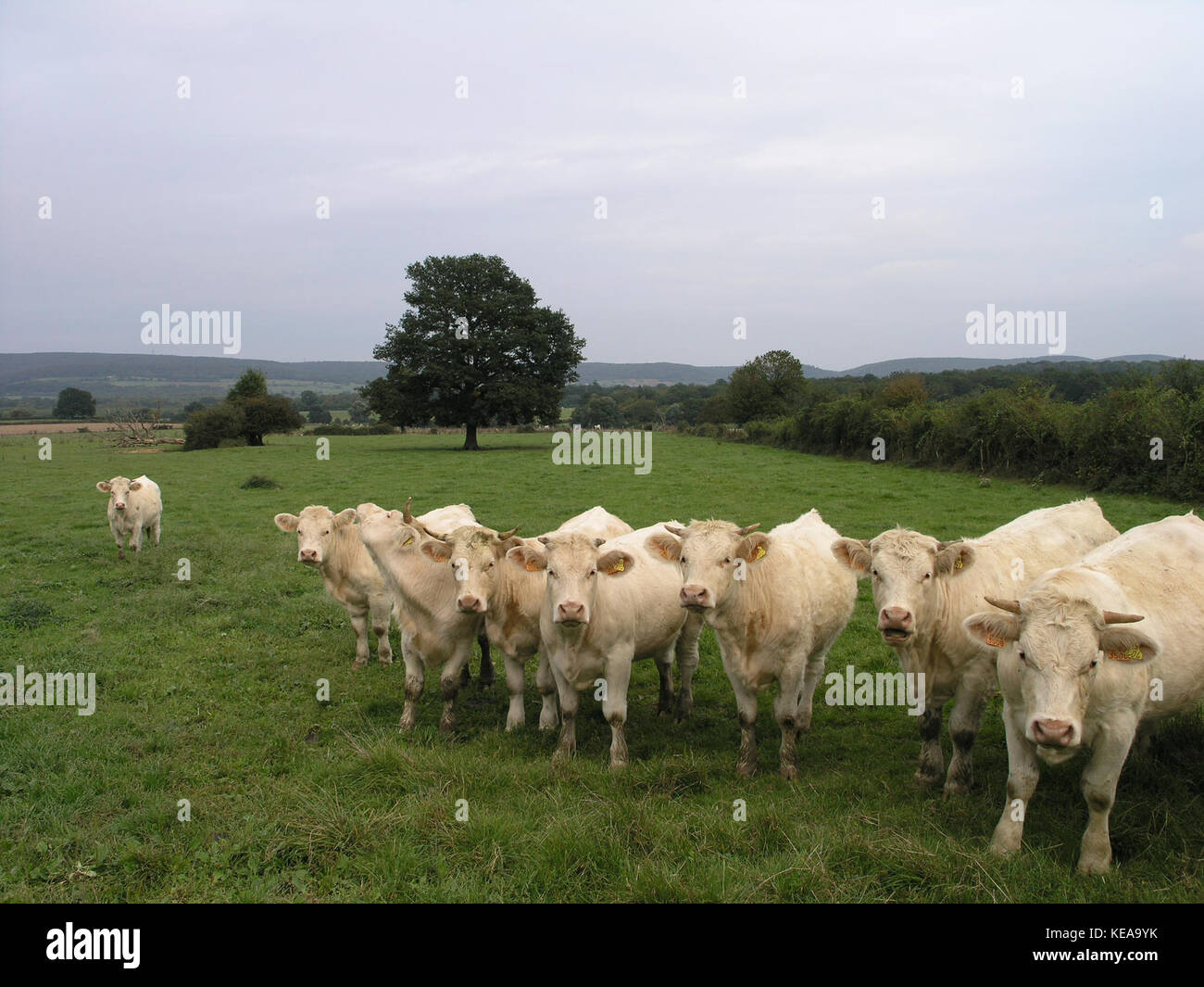 Charolais rinder hi-res stock photography and images - Alamy