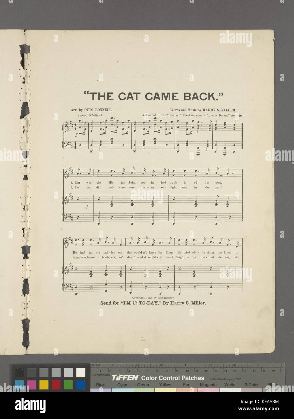 The cat came back (NYPL Hades 449136 1690566 Stock Photo - Alamy