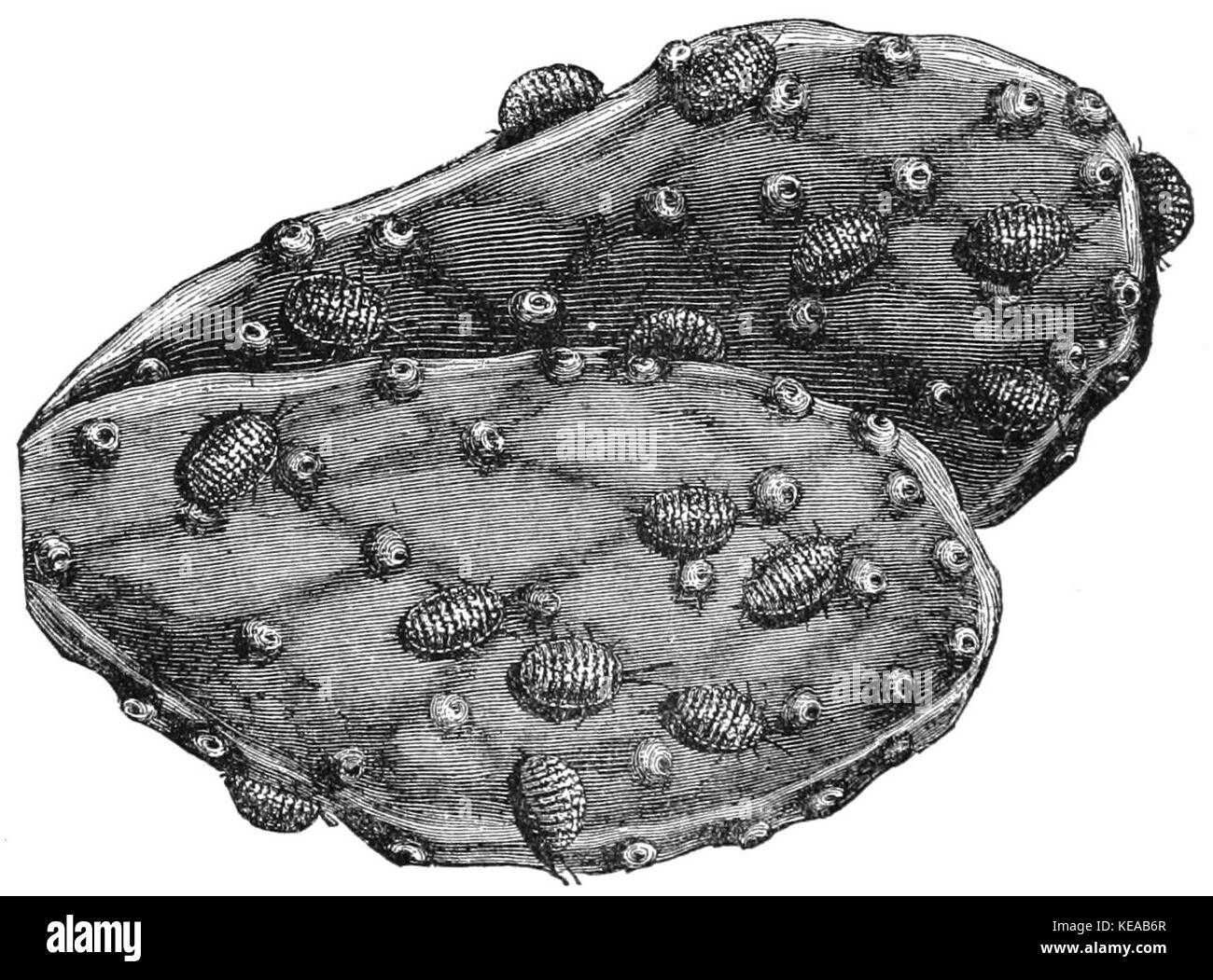 This image depicts the chapter end decoration for TLM D538, showing ...