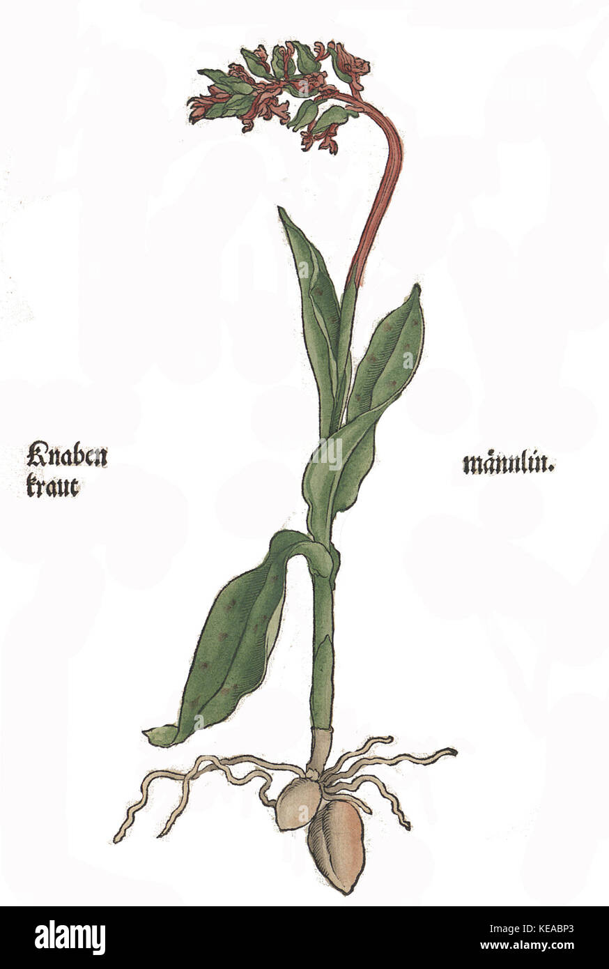 Brunfels 1532 a Stock Photo - Alamy