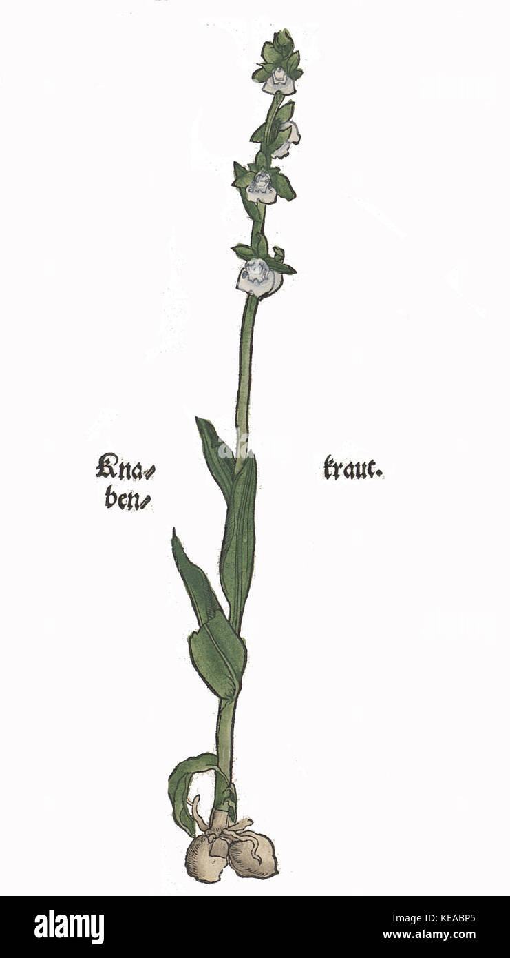 This 1532 work by German botanist Otto Brunfels features detailed ...