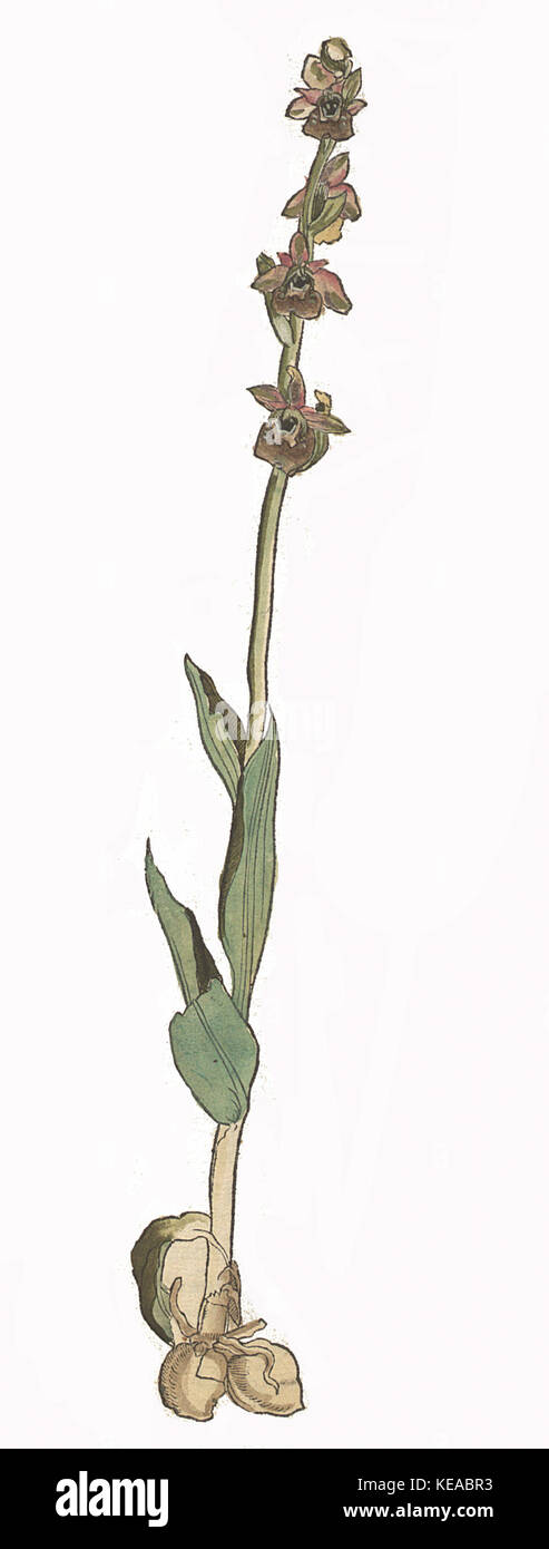 Brunfels High Resolution Stock Photography and Images - Alamy