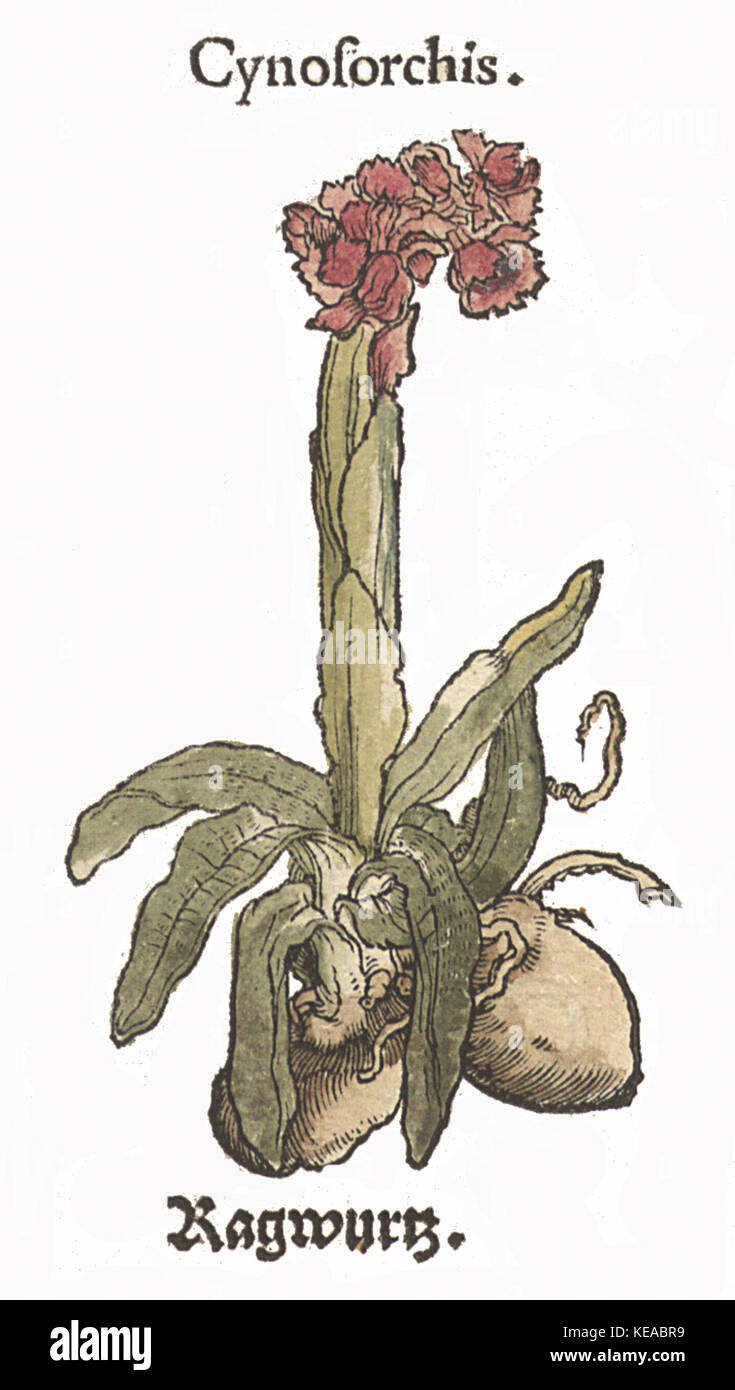 Otto brunfels Cut Out Stock Images & Pictures - Alamy