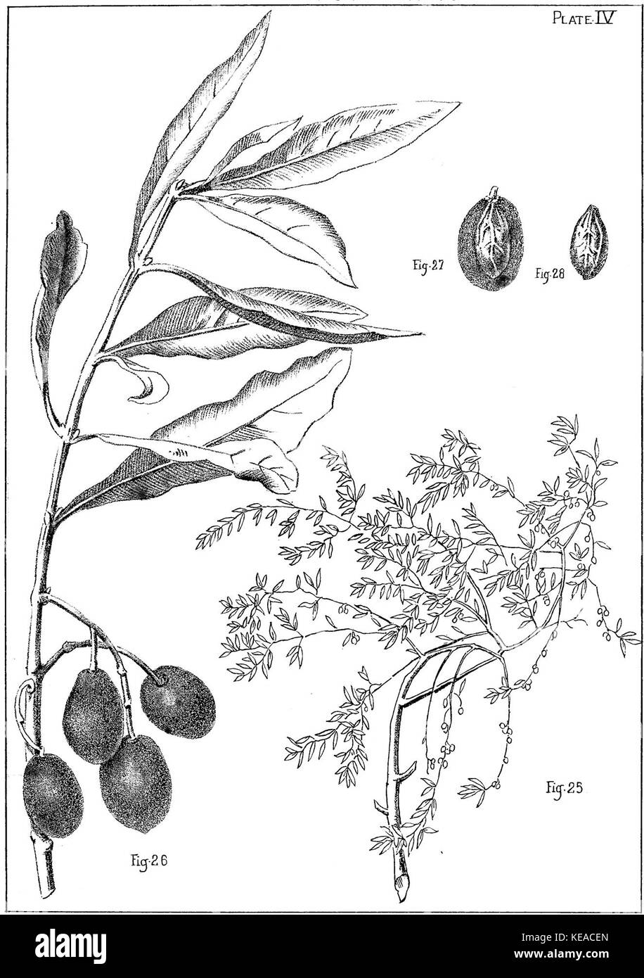 The Olive Its Culture in Theory and Practice plate4 Stock Photo - Alamy