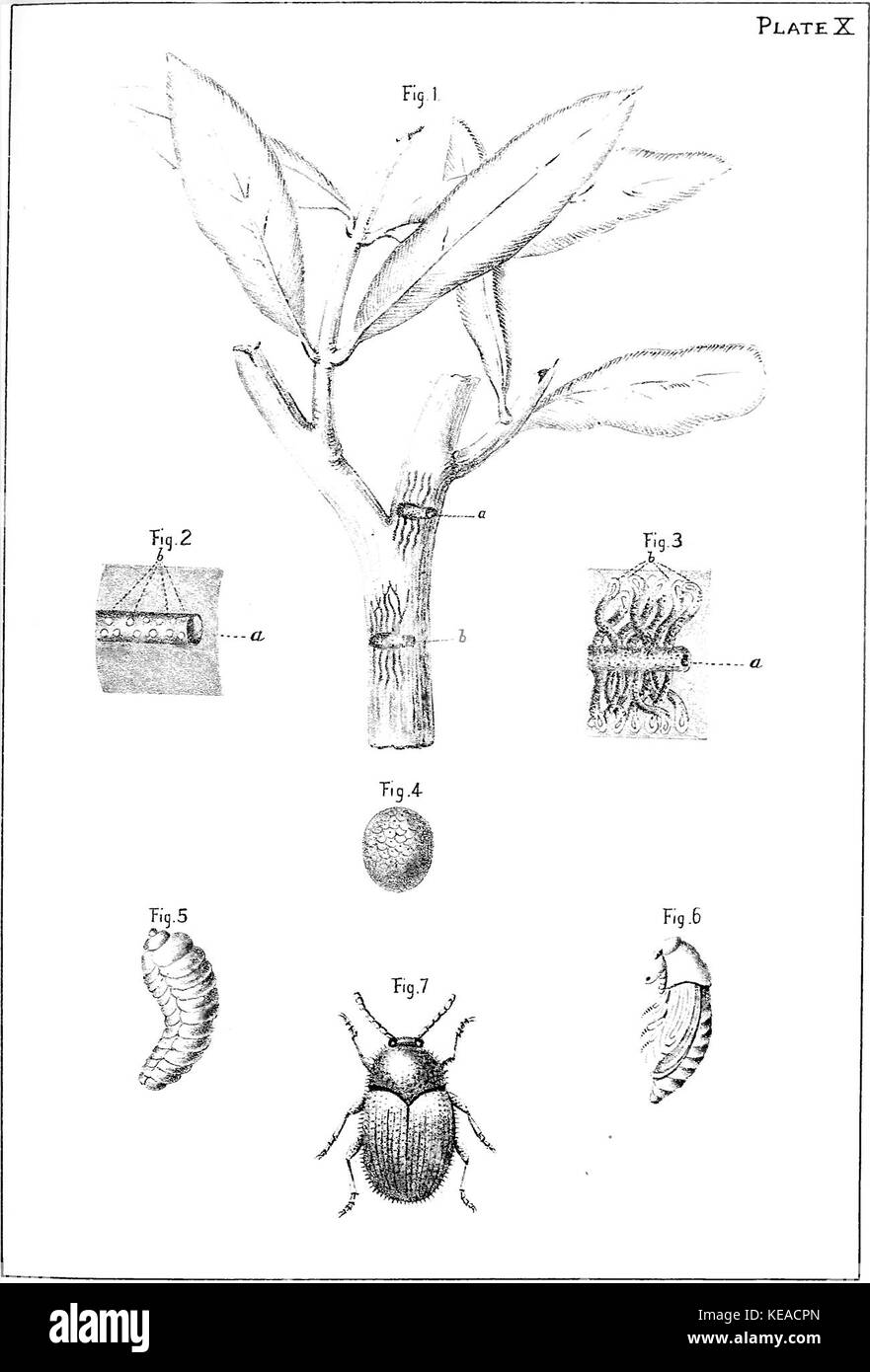 The Olive Its Culture in Theory and Practice plate10 Stock Photo - Alamy