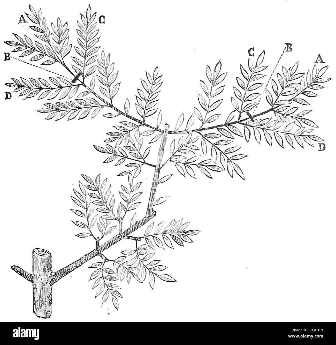 Olive tree in mediterranean Black and White Stock Photos & Images - Alamy