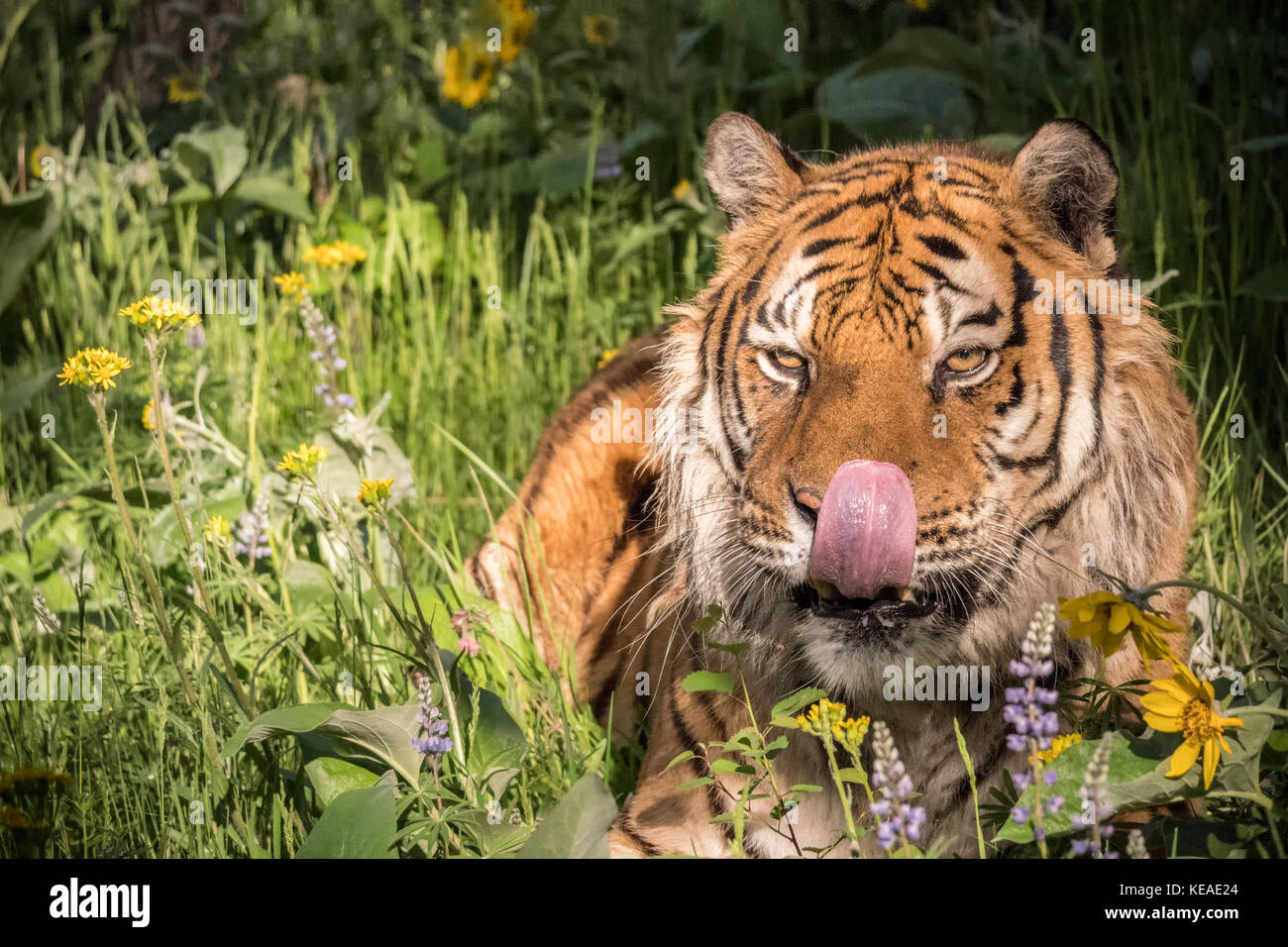 Portrait of a hungry-looking Siberian Tiger at rest in a meadow in ...